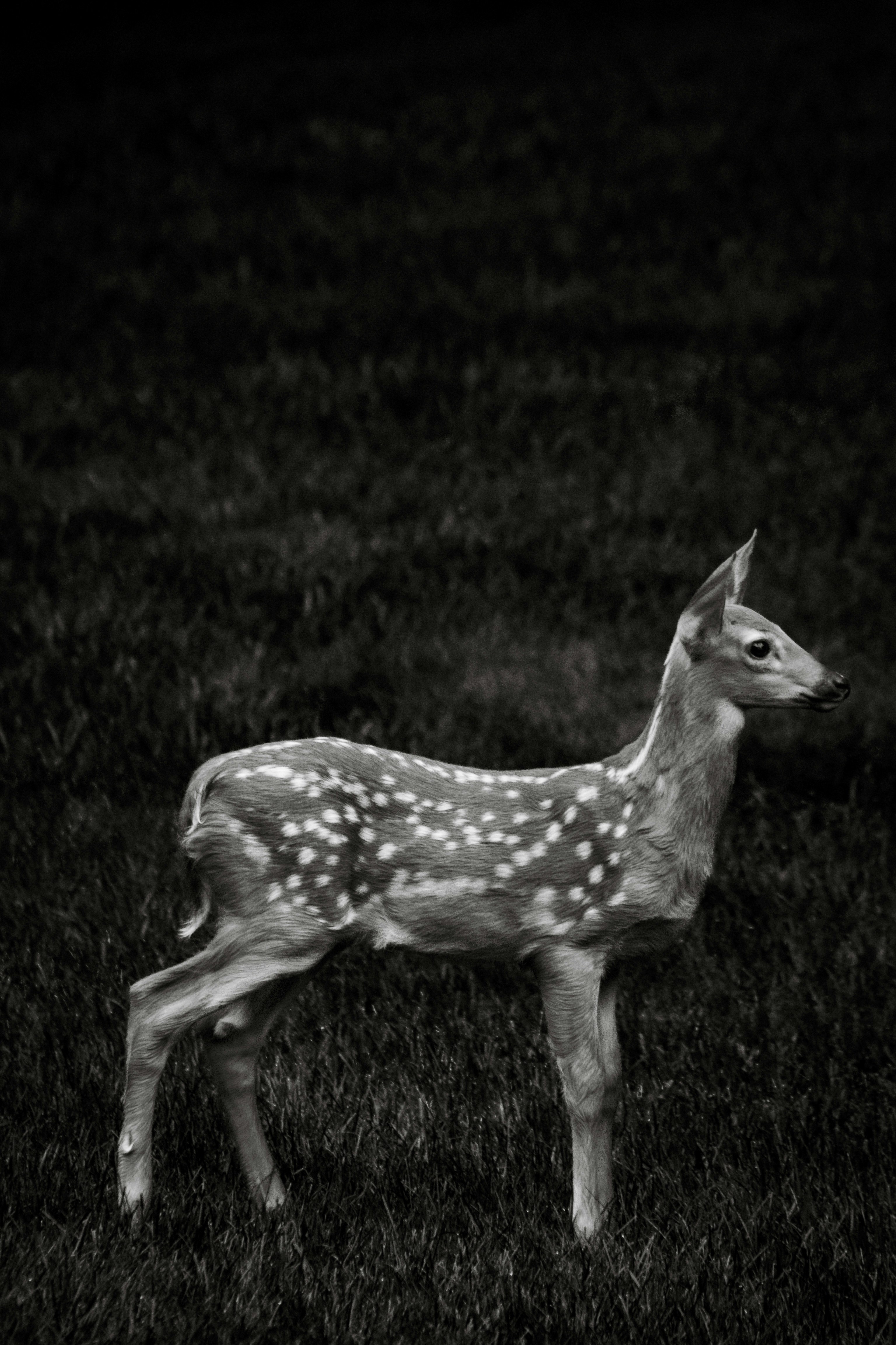 Monochrome Moment: A spotted fawn in a shadowed meadow