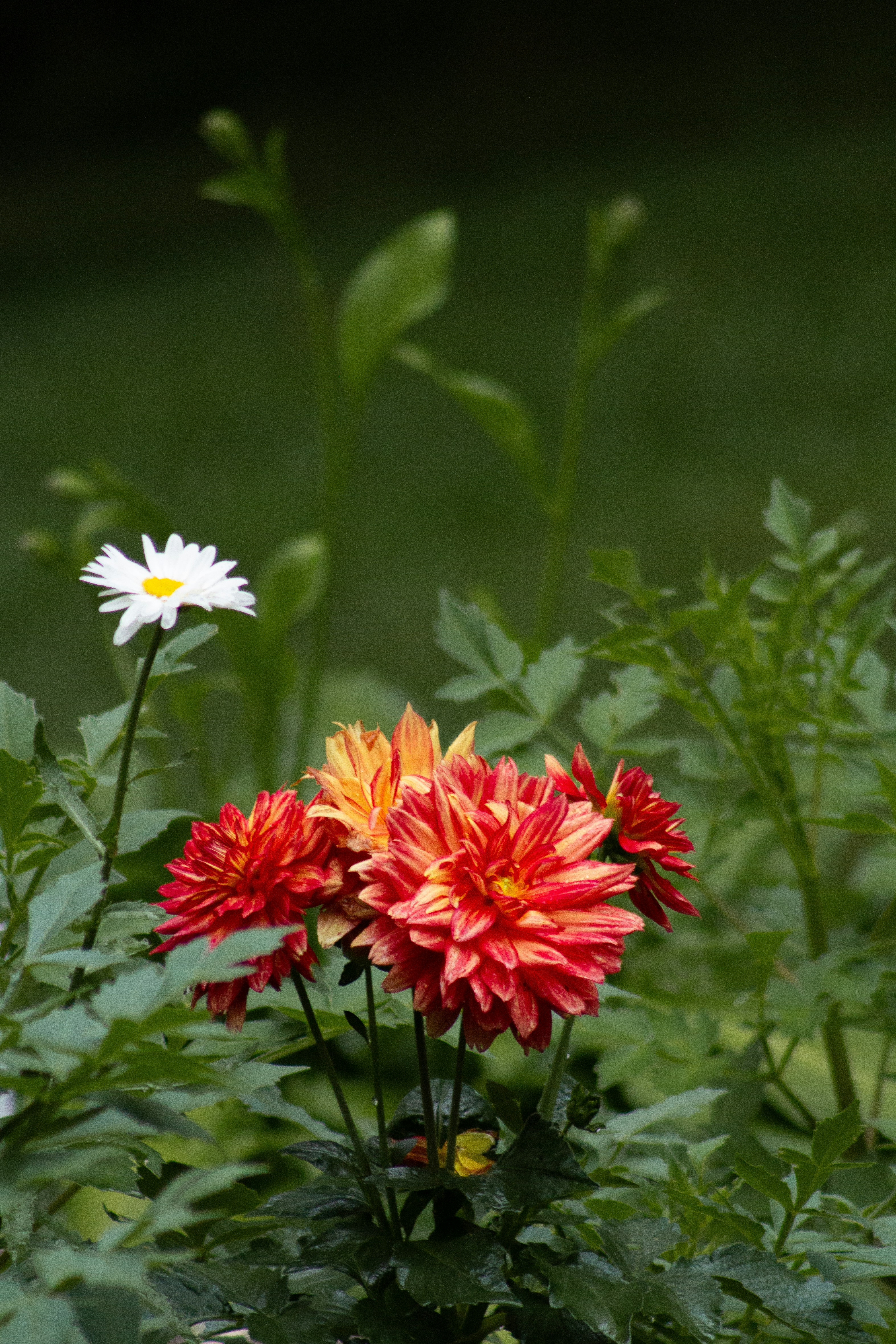 Flame-hued Dahlias Framed by a White Daisy in a Lush Green Garden