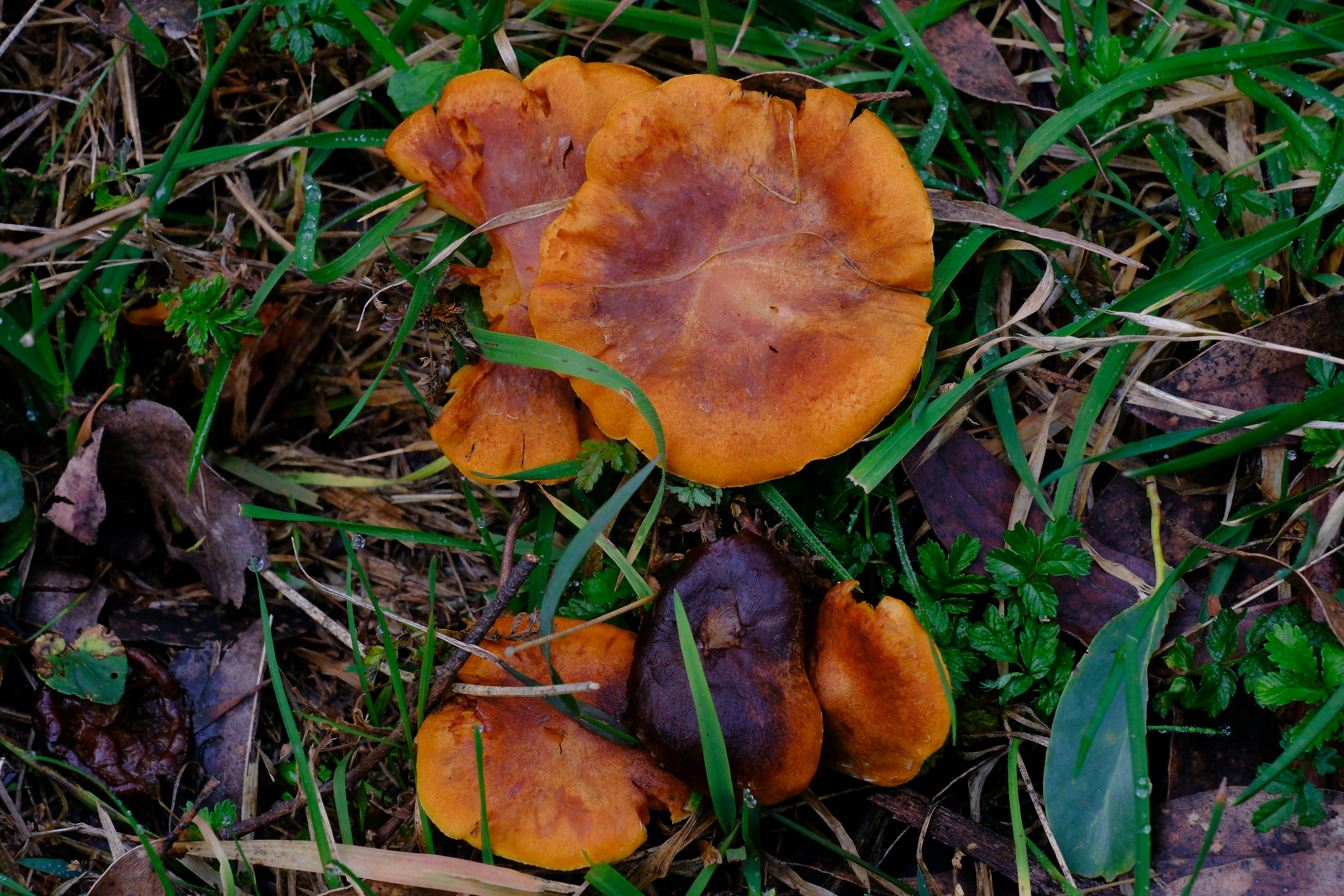 Earthy Delights: The Hidden Wonders of Fungi