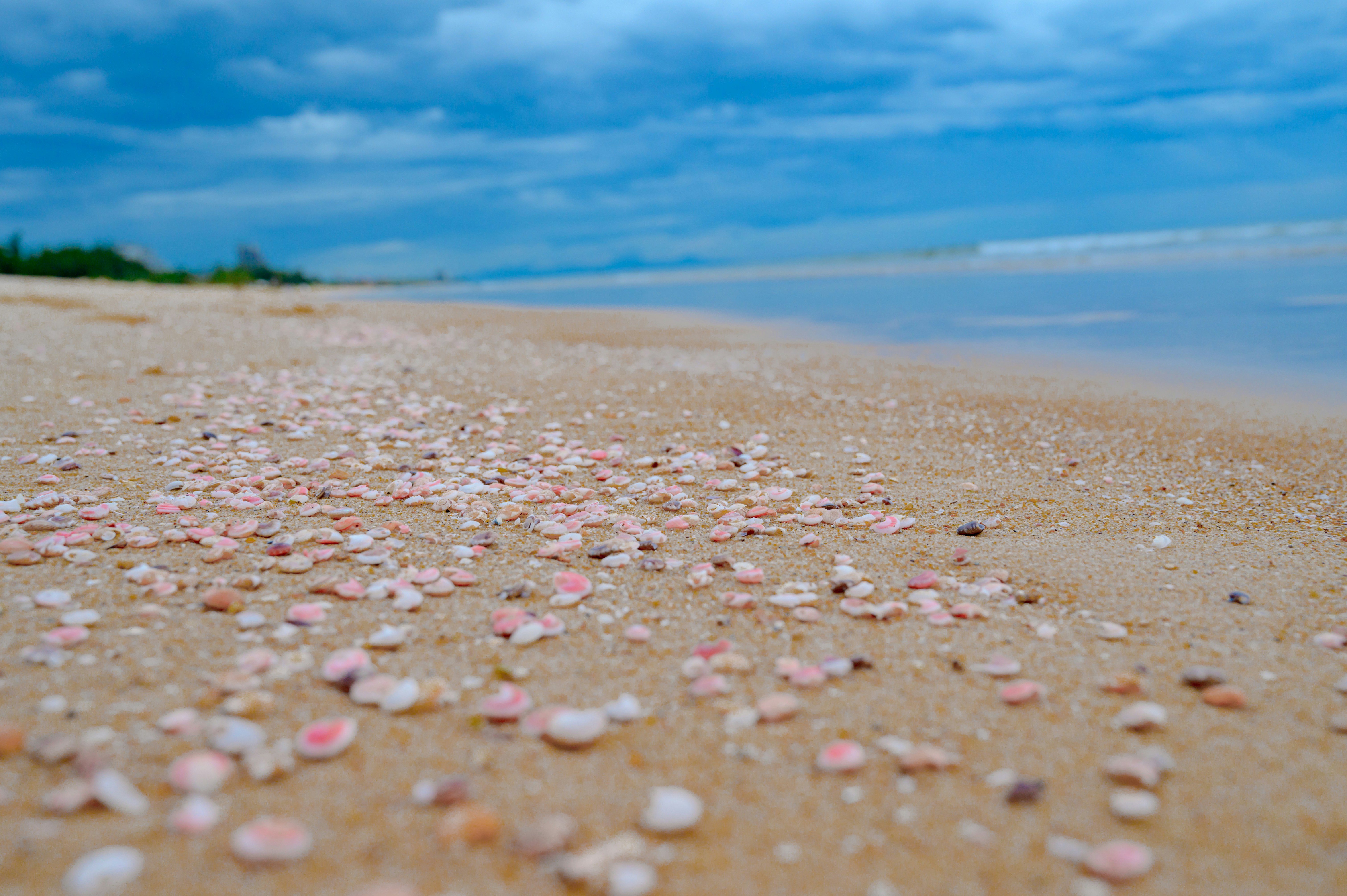 Petal-Dusted Shore: a shoreline speckled with pink shells under a moody sky