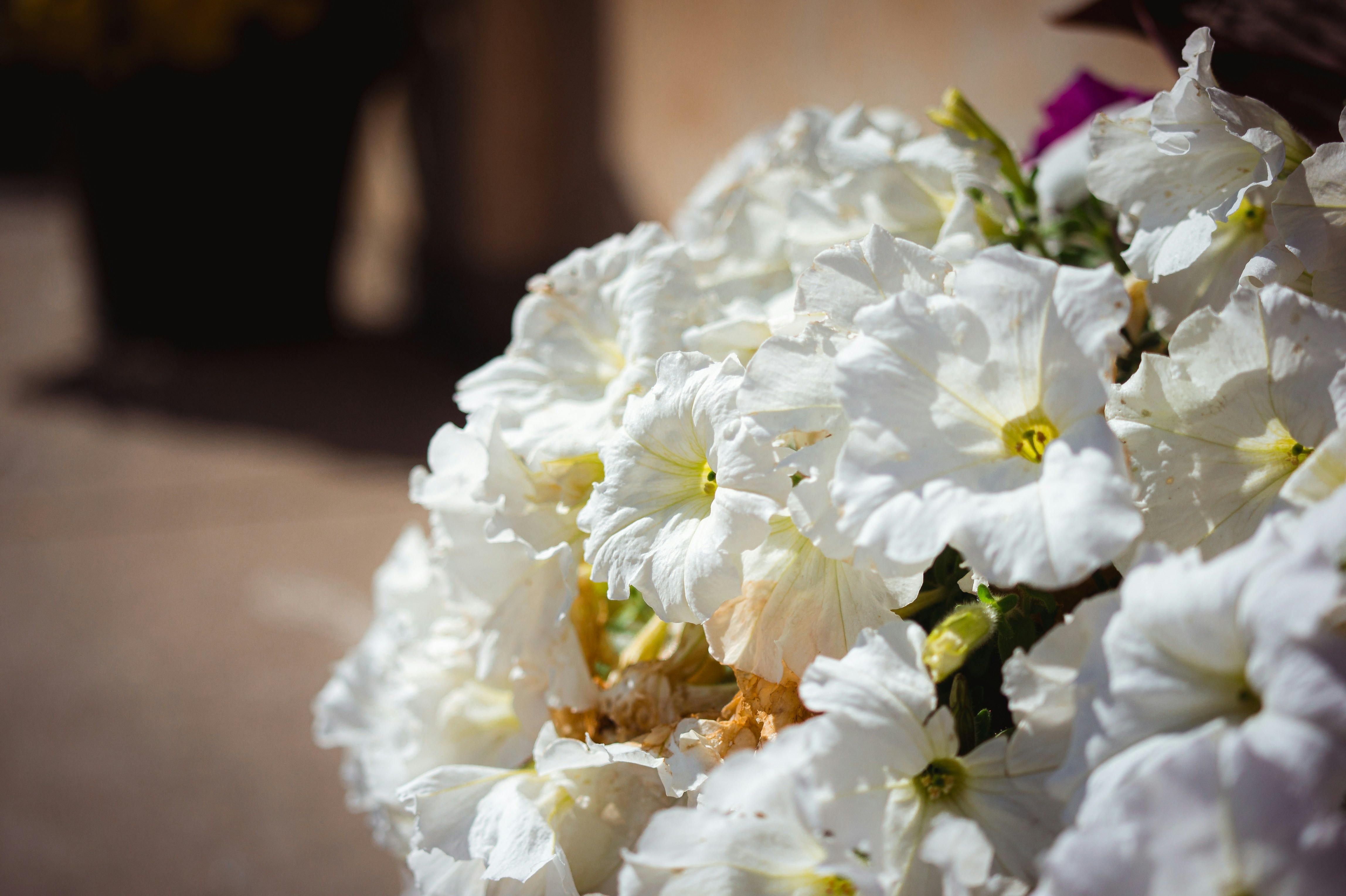 Sunlit Petunia Cluster: Quiet Bloom in a Soft Backdrop