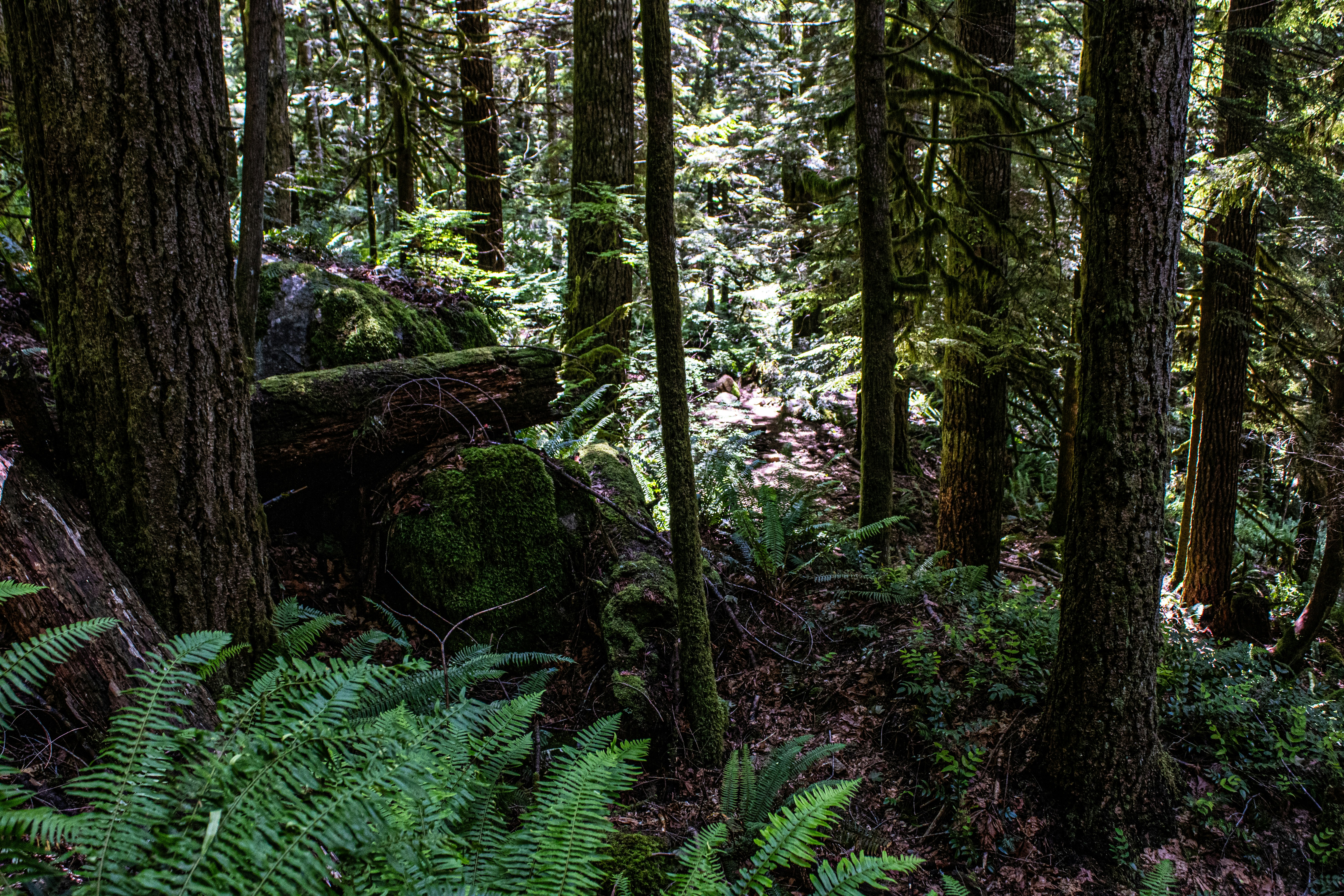 A lush green forest filled with lots of trees photo – Free Forest Image ...