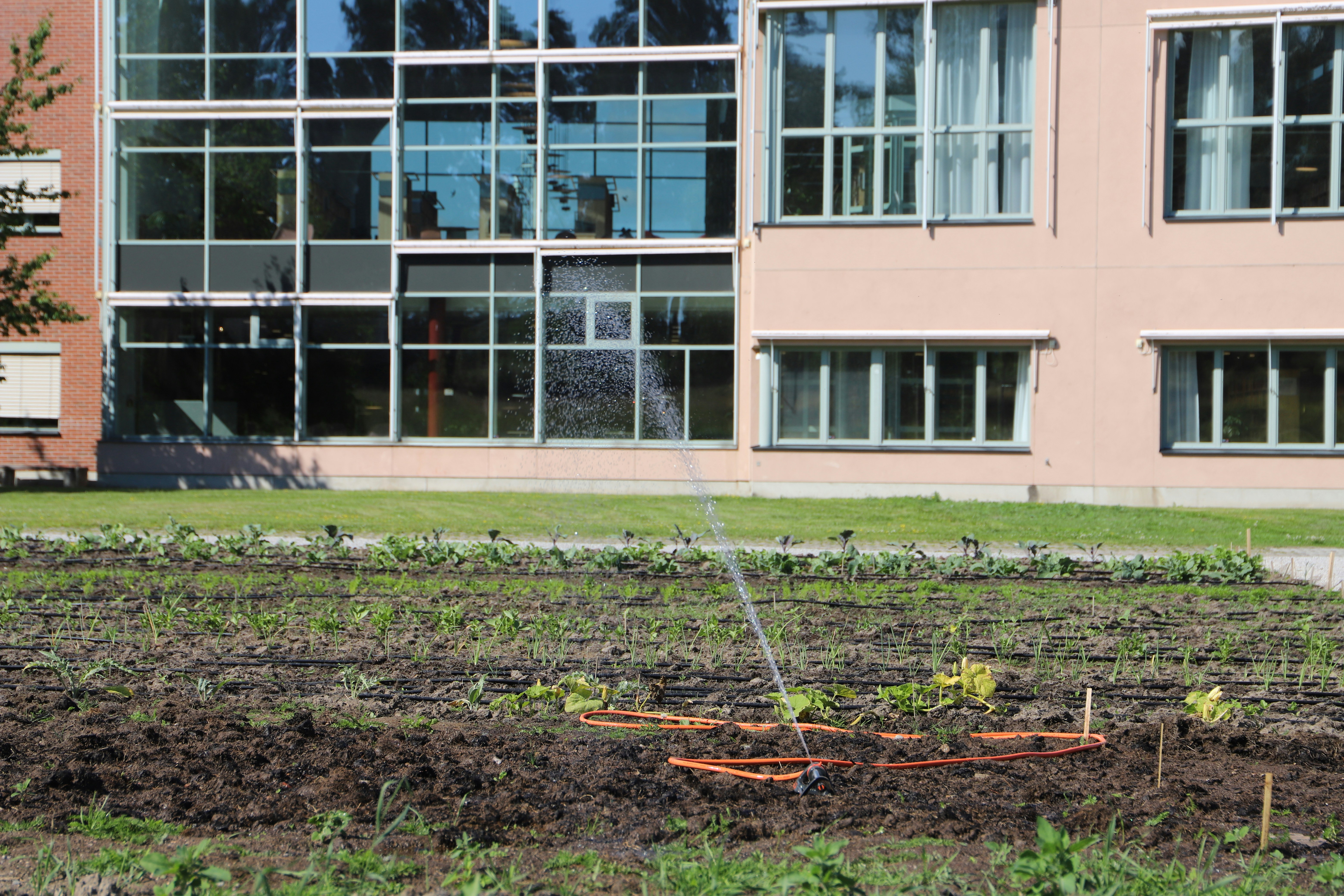 Sprinkler Arc Over a Freshly Tilled Plot Before a Glass-Walled School