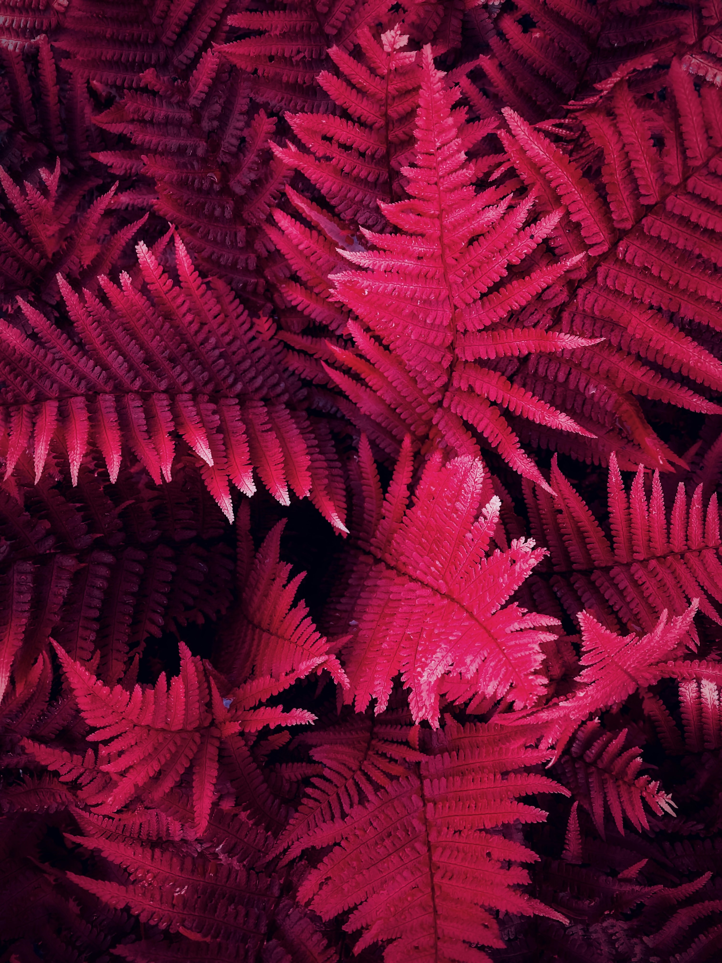 Crimson Fern Canopy: A Dense Tapestry of Scarlet Fronds