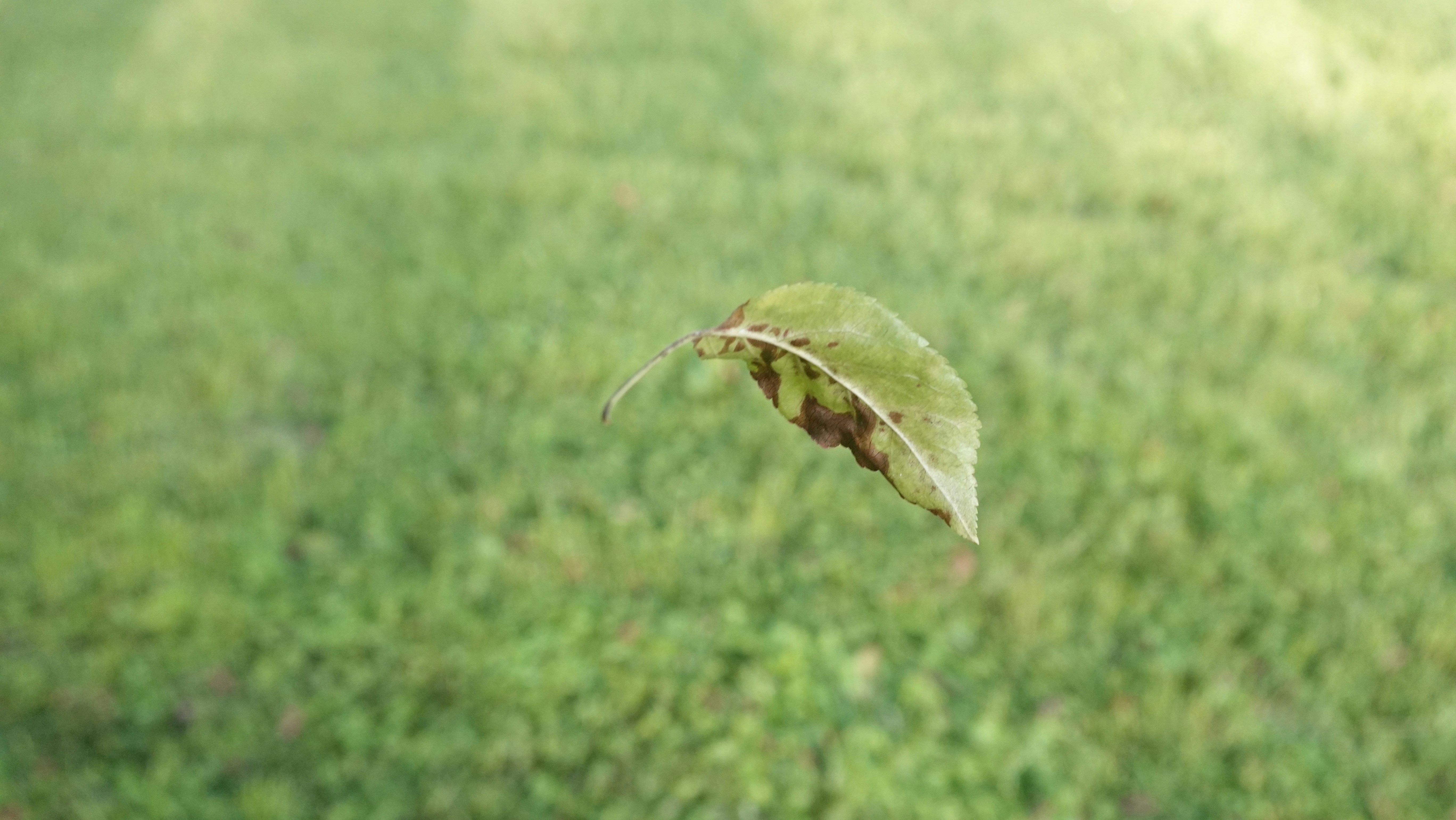 Floating Leaf in a Quiet Green Field