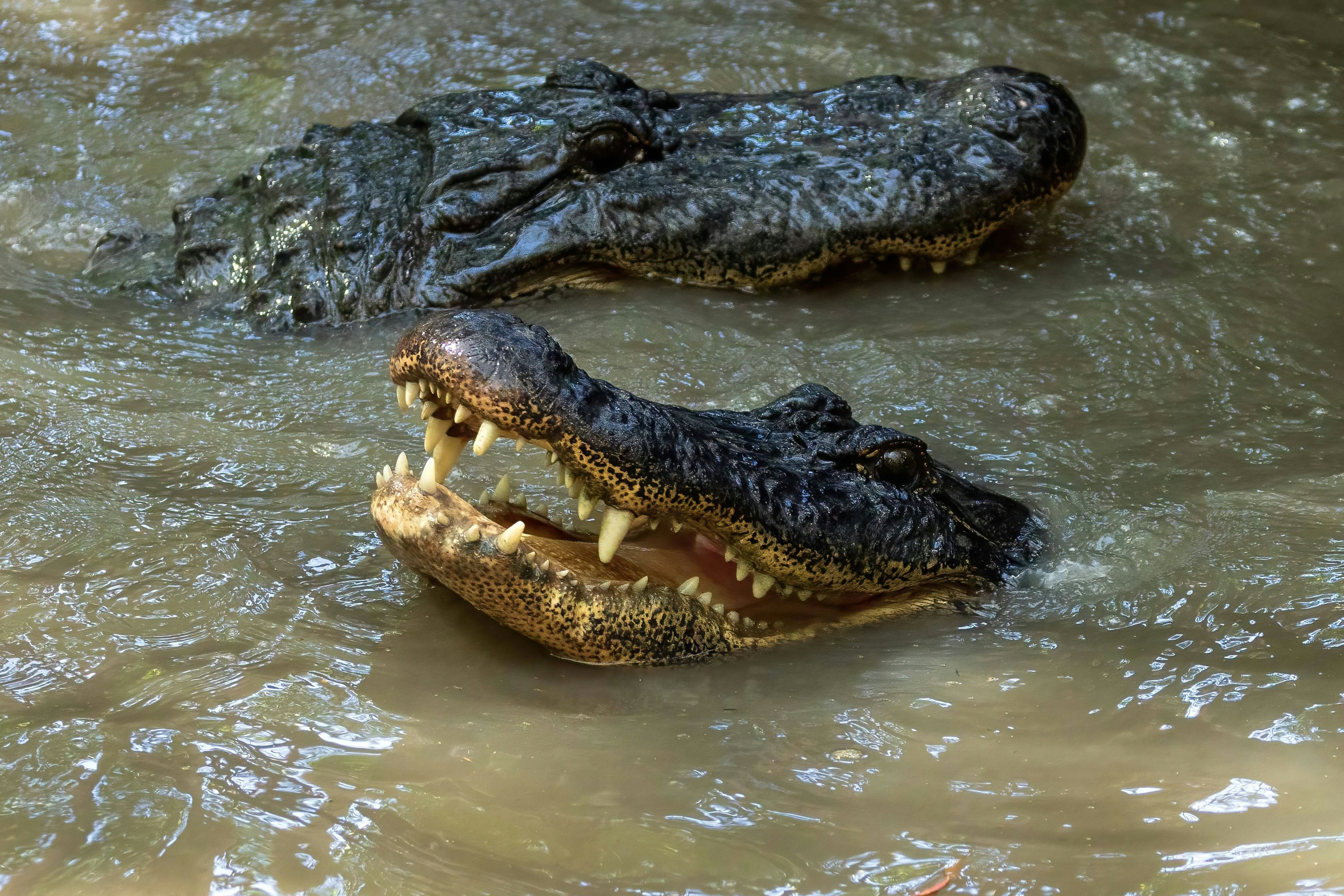 Two alligators in a body of water with their mouths open photo – Free ...