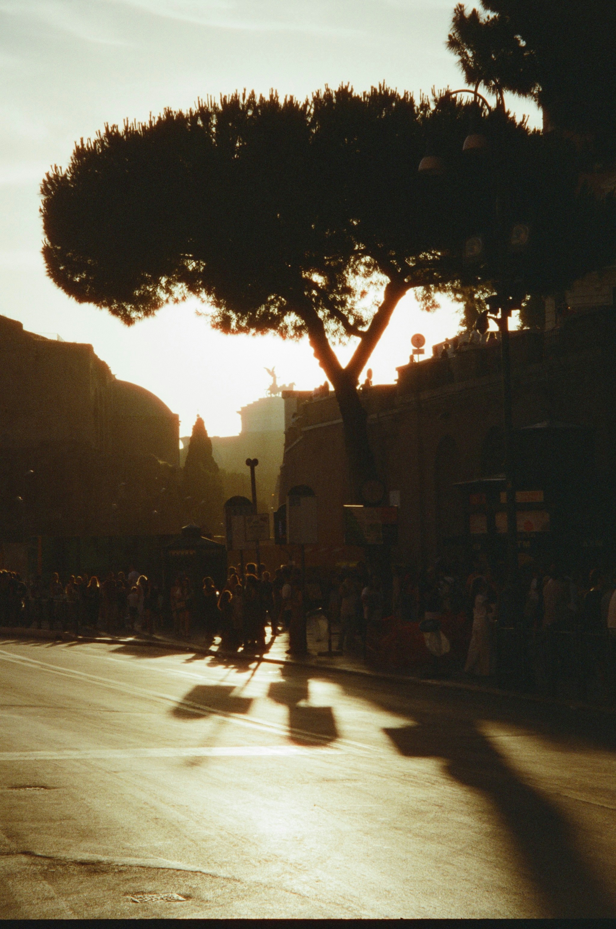 Golden Hour Crowd and Shadowed Street Cast in Silhouette by a Curved Tree