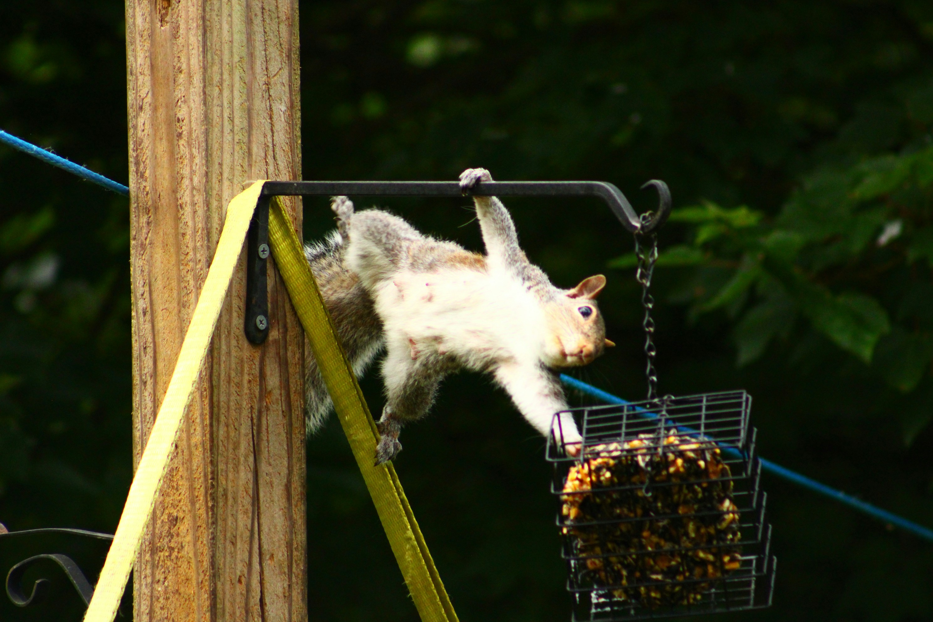 Balancing Act on a Swing: Cat at the Basket