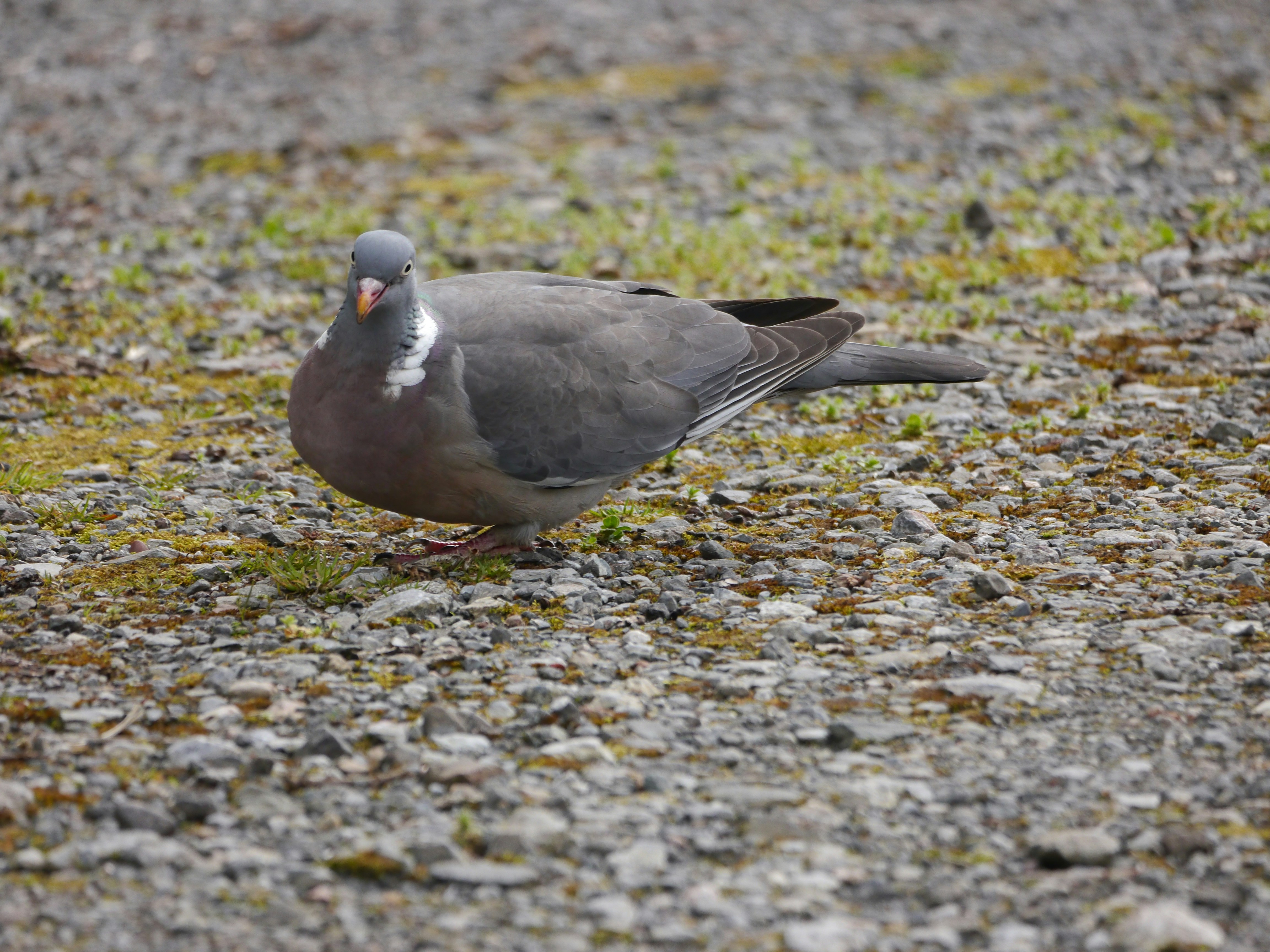 Pigeon on Mossy Gravel: A Quiet Moment Under Daylight