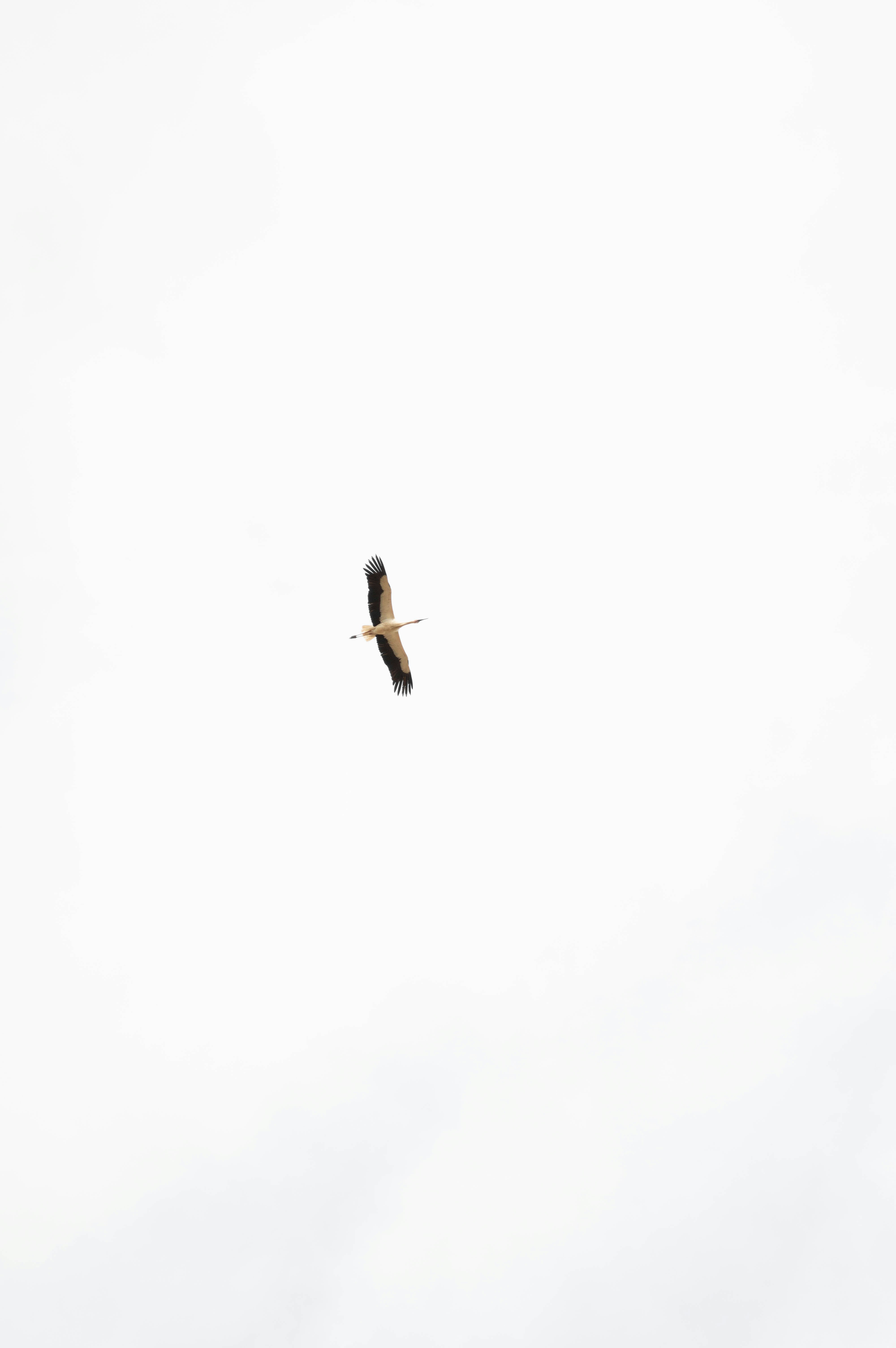 Lone Heron Against a Vast White Sky