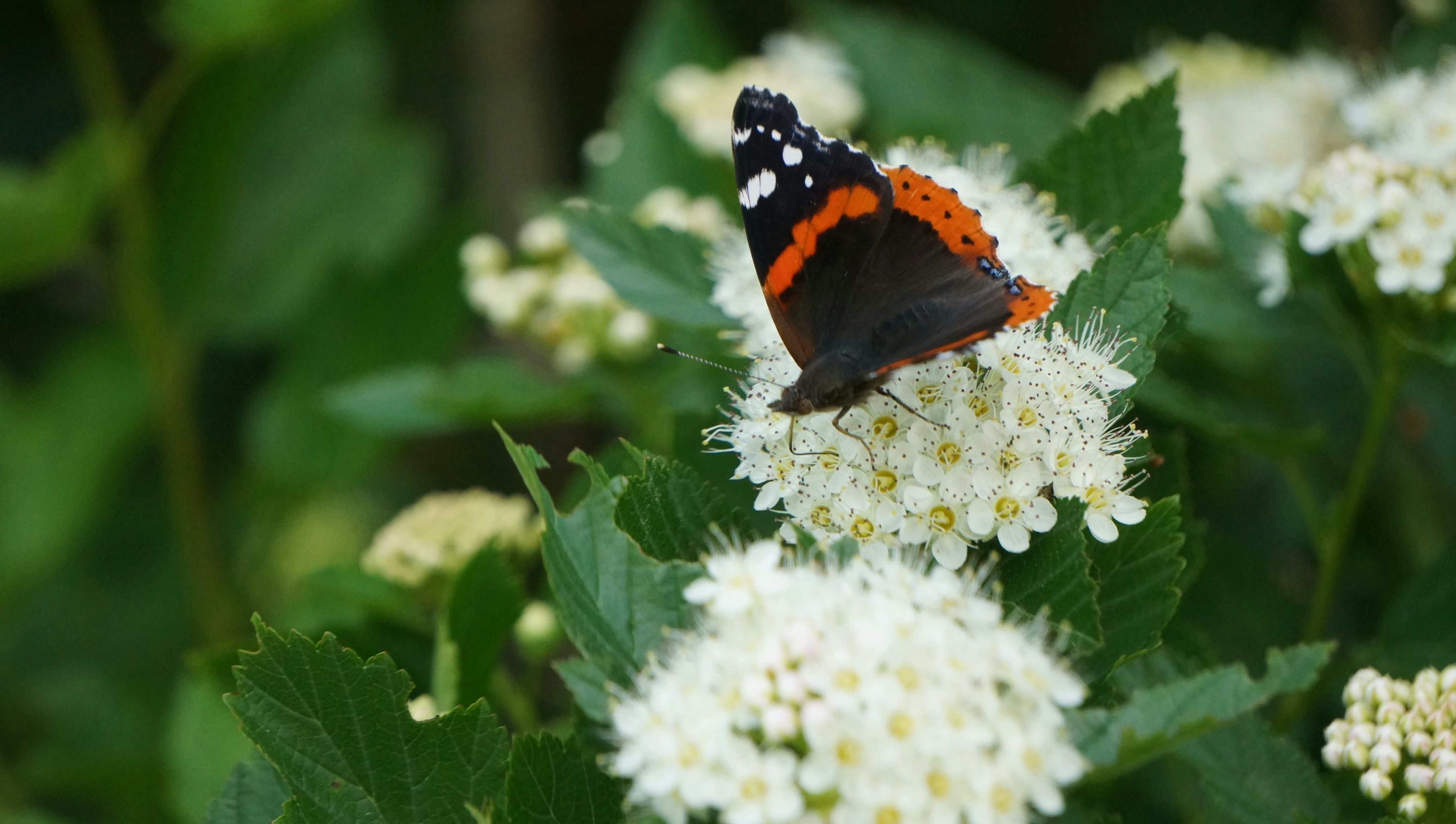 Red Admiral on a White-Flower Drift in a Quiet Garden