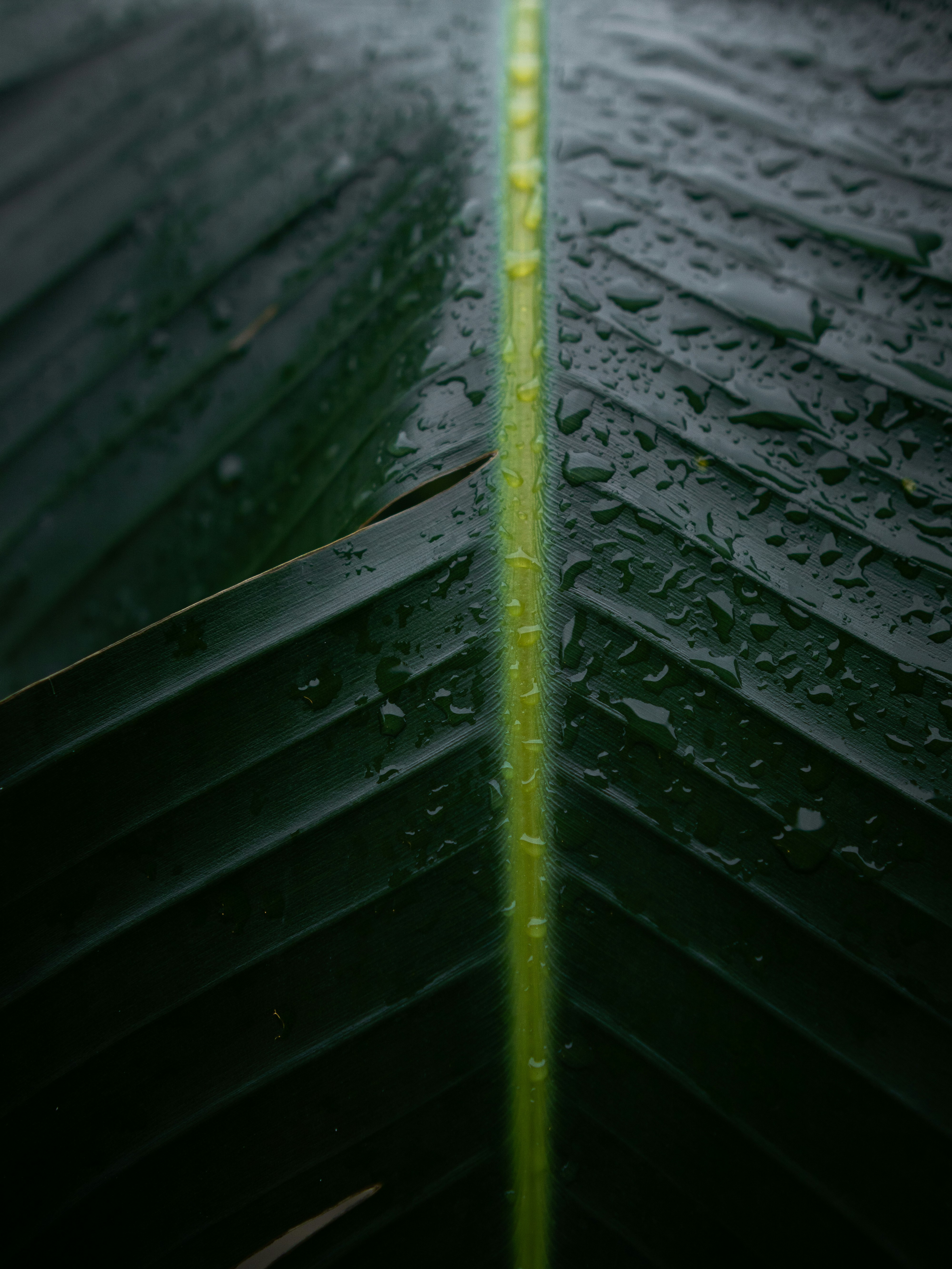Vein of Light: The Central Luma on a Rain-Slick Leaf