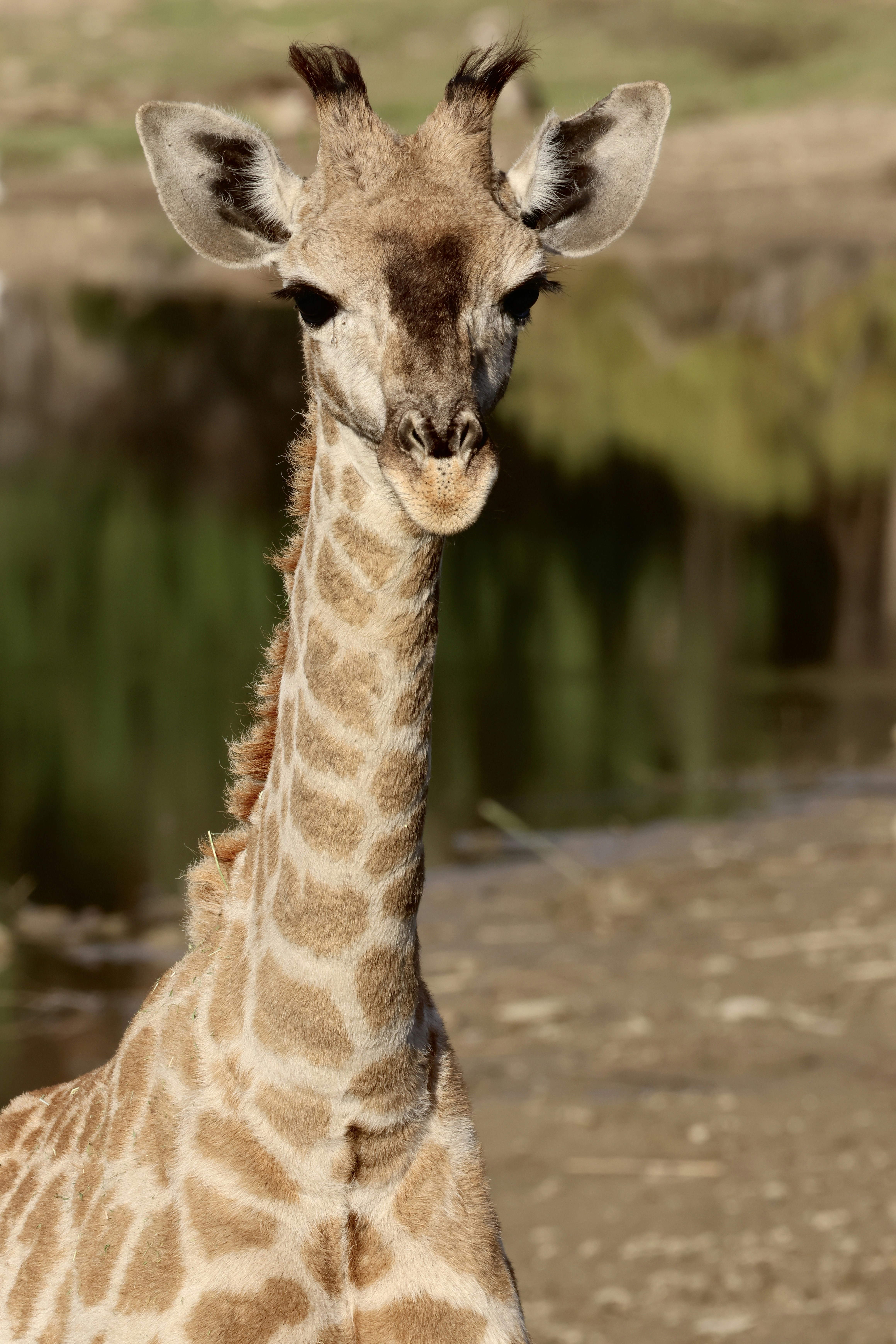 A close up of a giraffe near a body of water photo – Free Animal Image ...