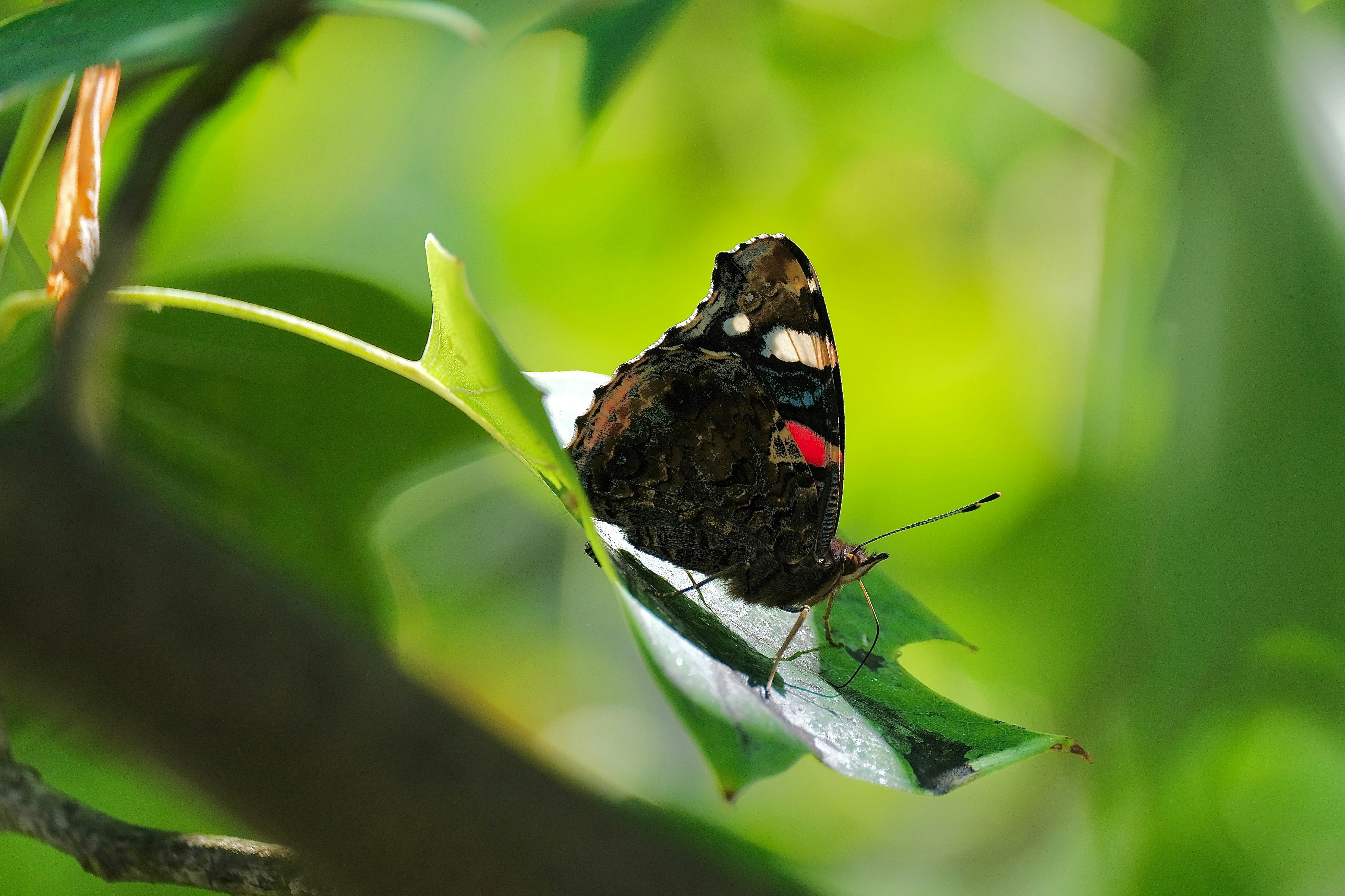 Red-Accent Admiral on a Sunlit Green Leaf in Dappled Light