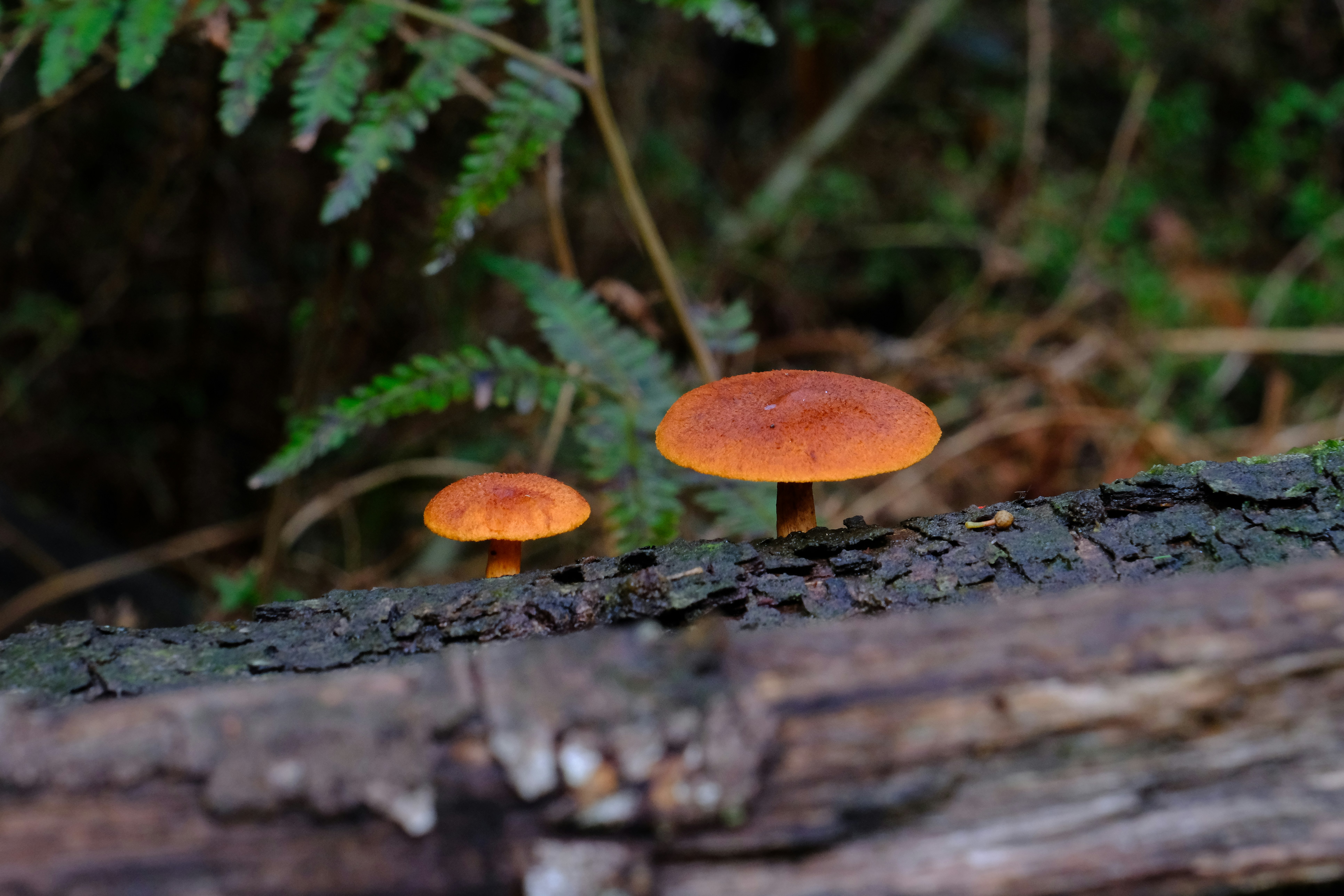 A couple of mushrooms that are on a log