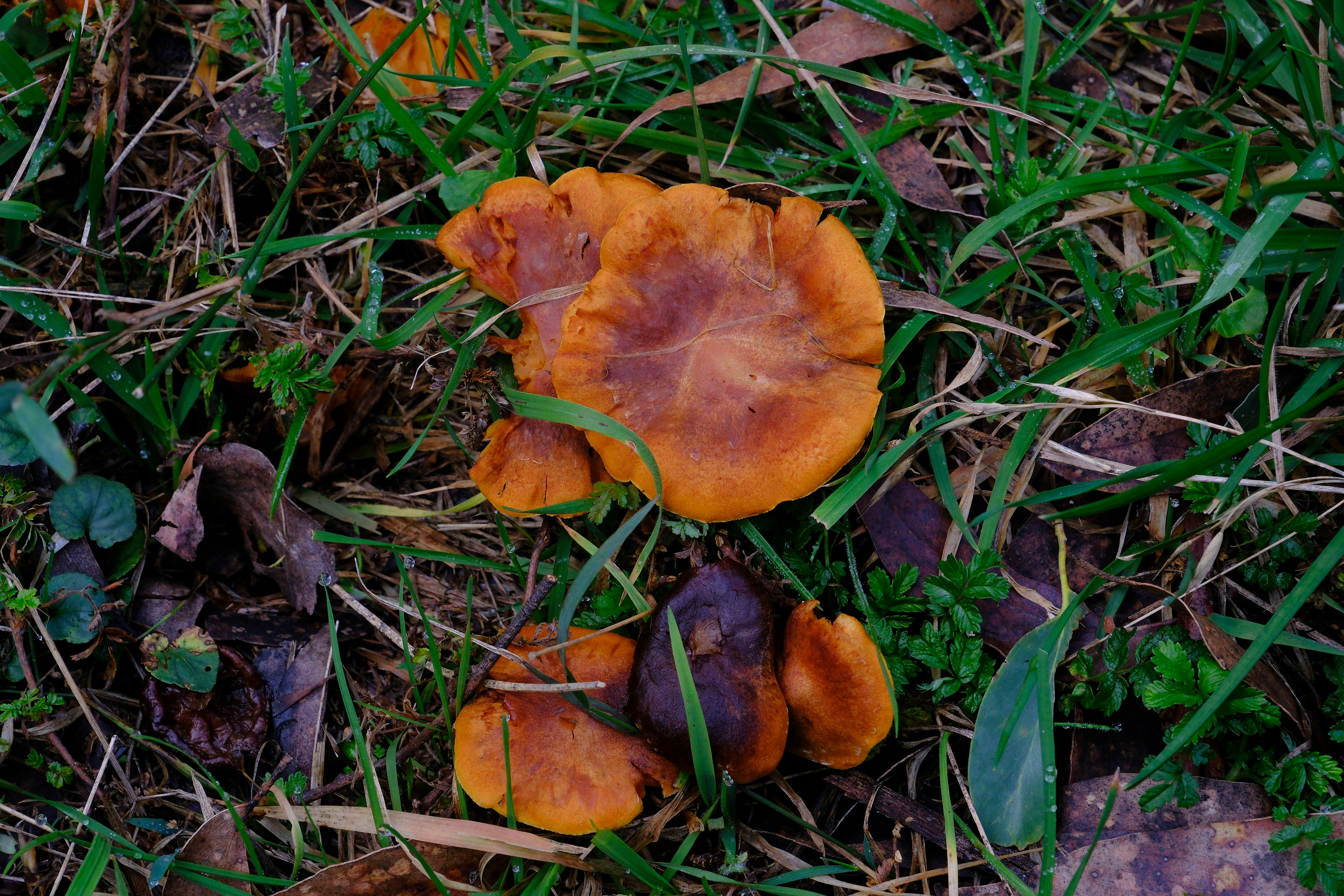 Nature's Hidden Gems: The Chanterelle Collection