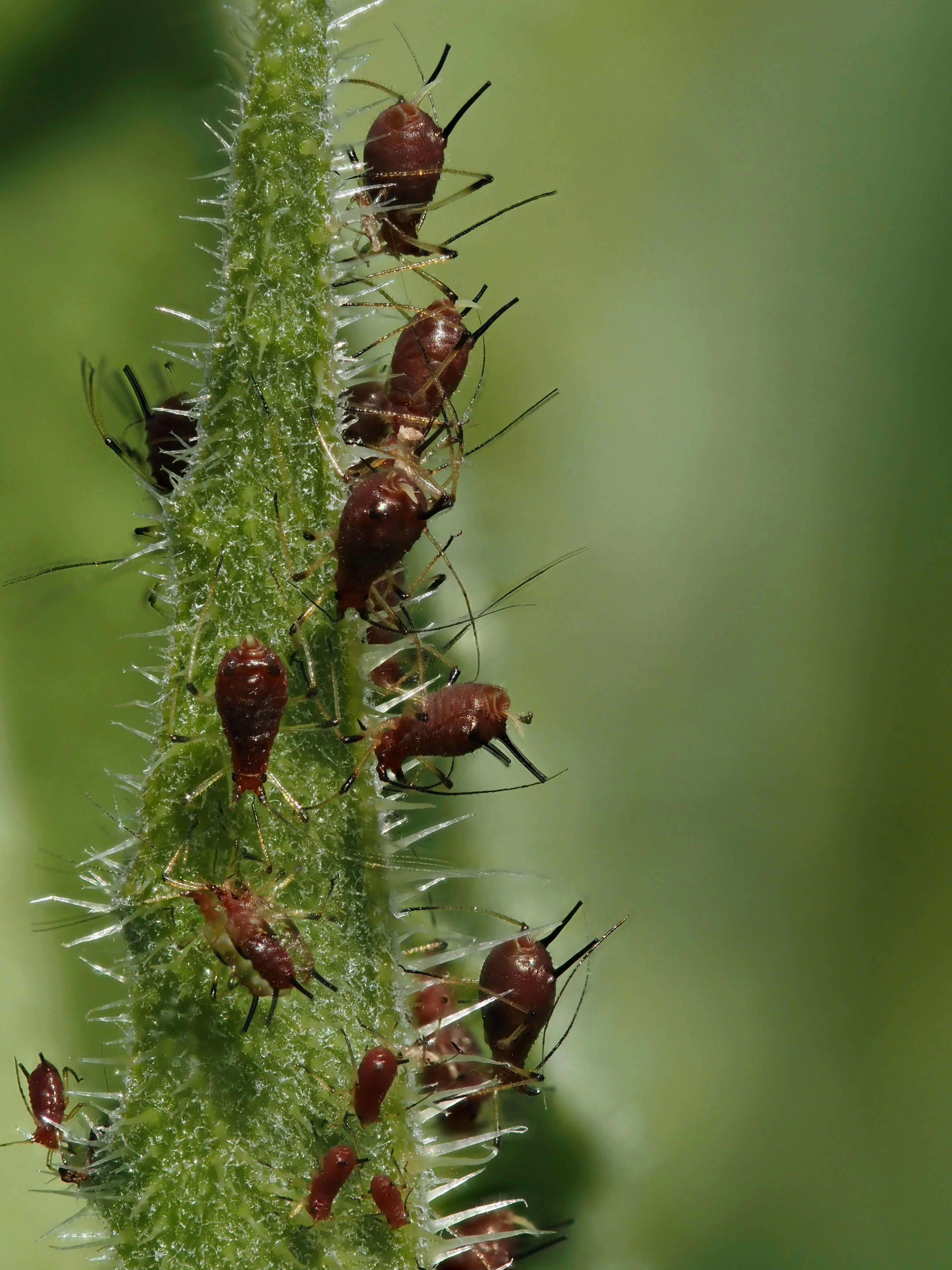 A group of red bugs sitting on top of a green plant photo – Free ...