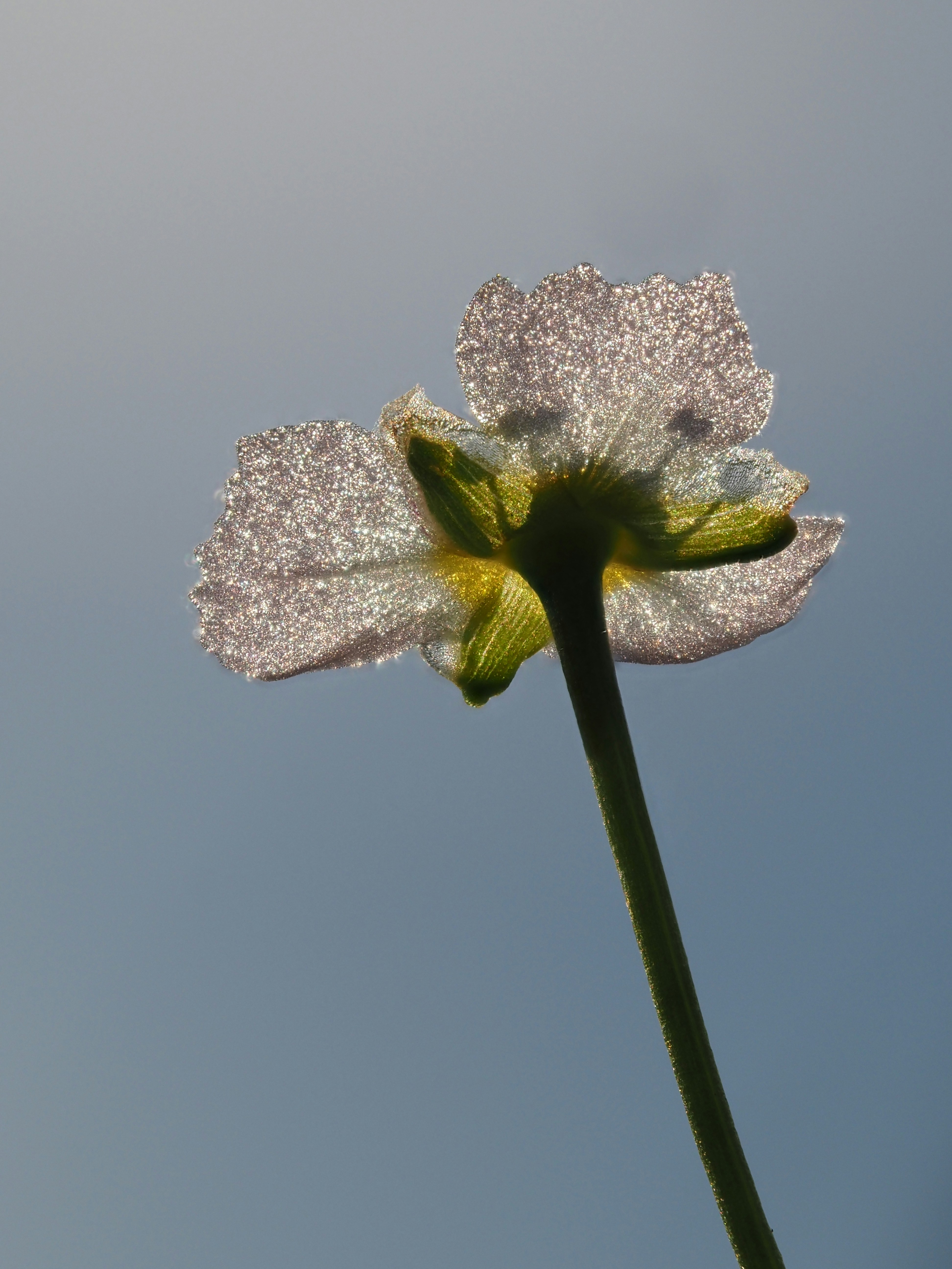 wildflower against the sky