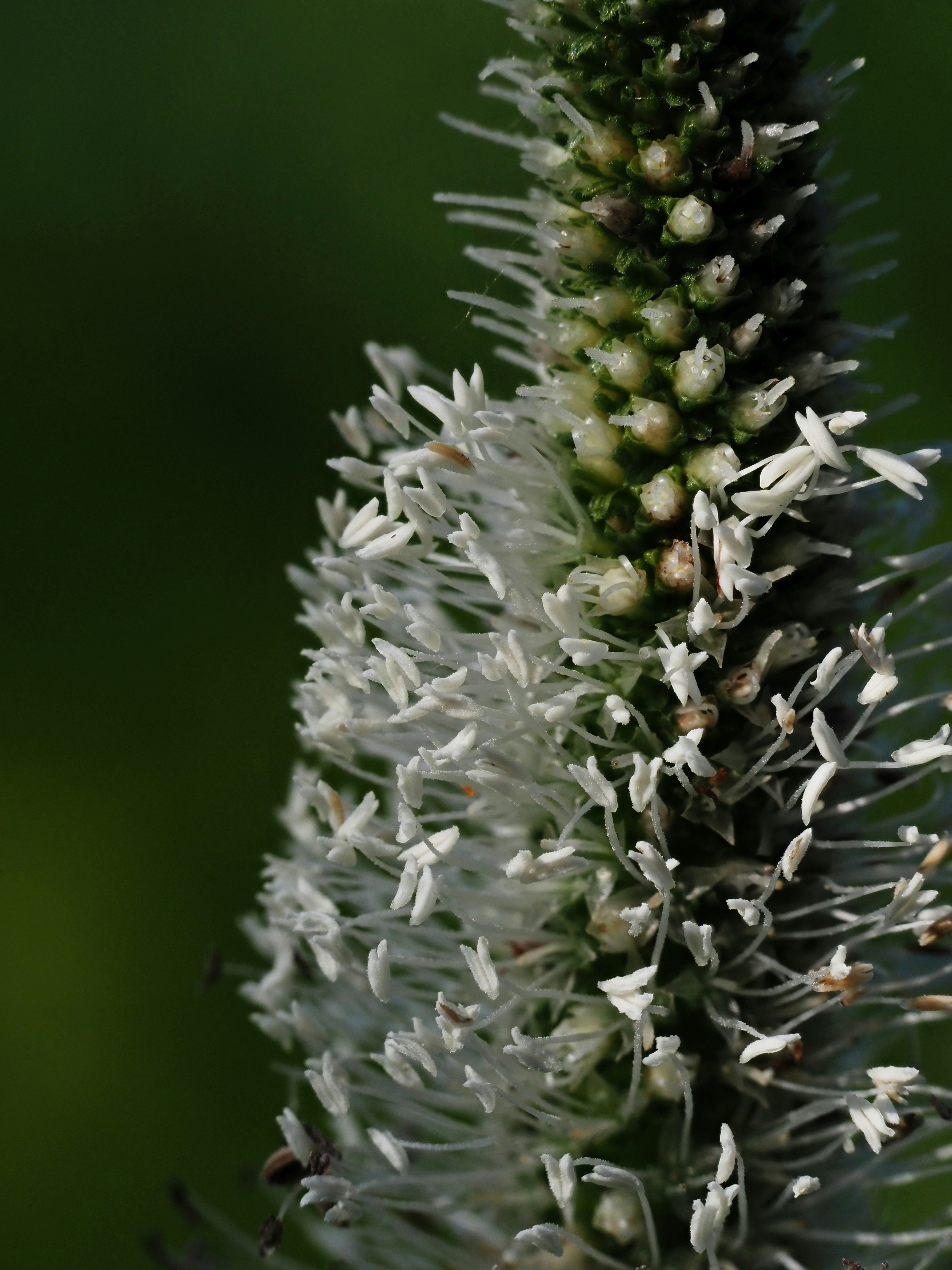 White-infused spike: a close-up of a flowering stalk in autumnal light