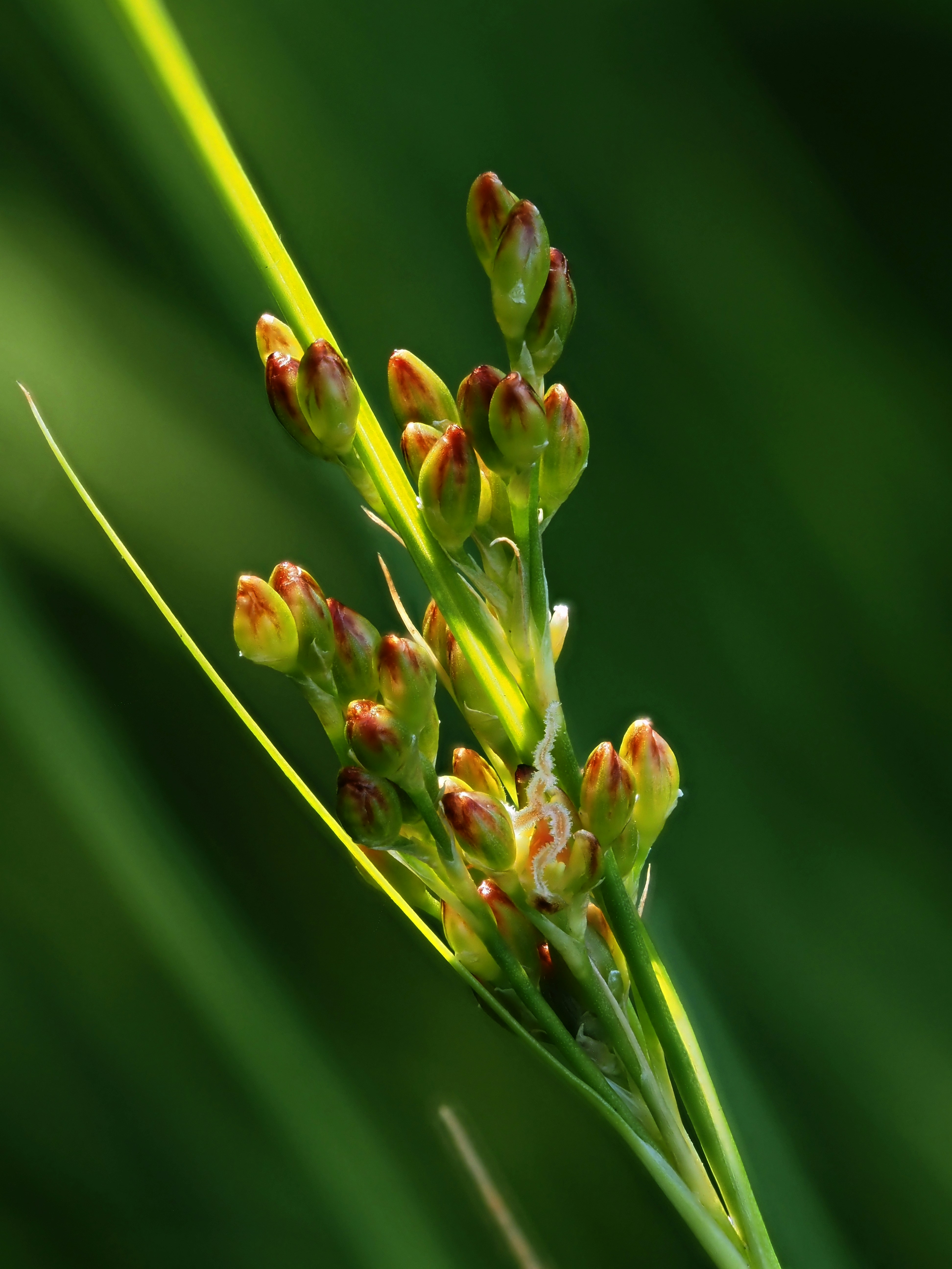 Emerald Spike: Sunlit Buds on a Delicate Grass Stem