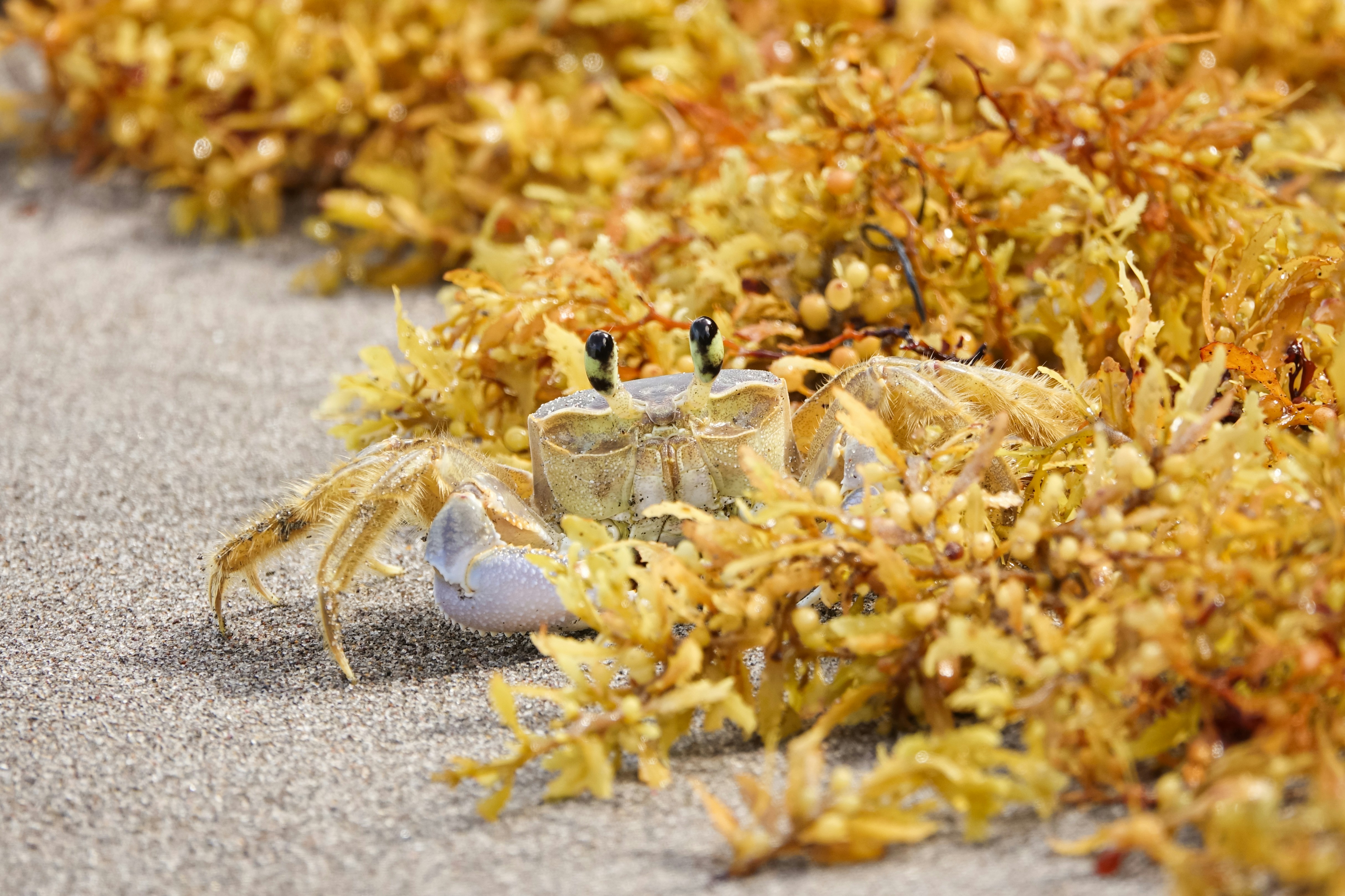 A crab crawling in the sand on the beach photo – Free Martinique Image ...