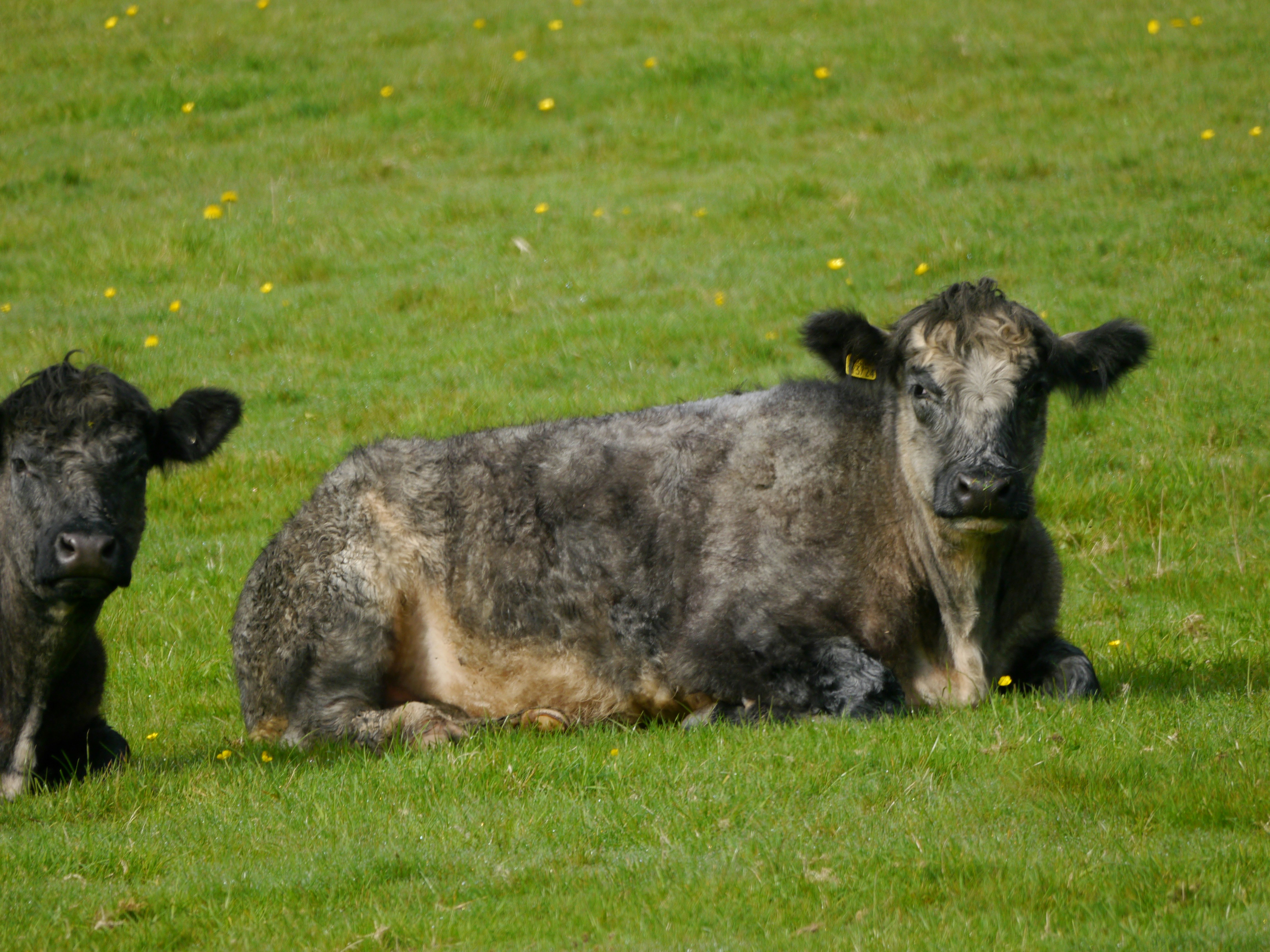 Pasture Pause: Two Calves Lounge in Sunlit Meadow