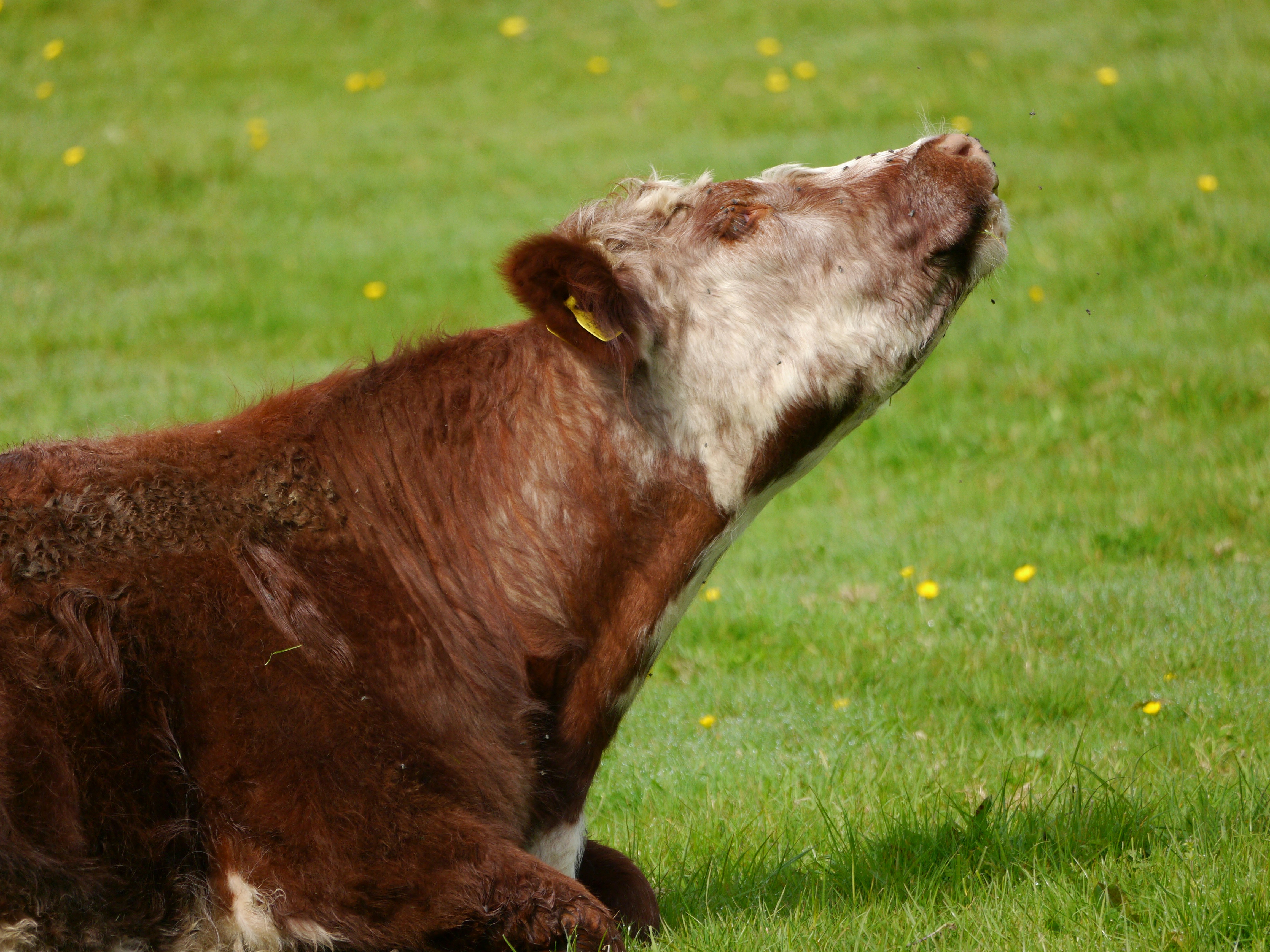 Upturned Gaze in a Spring Meadow: Brown Cow Reaches Toward the Sky
