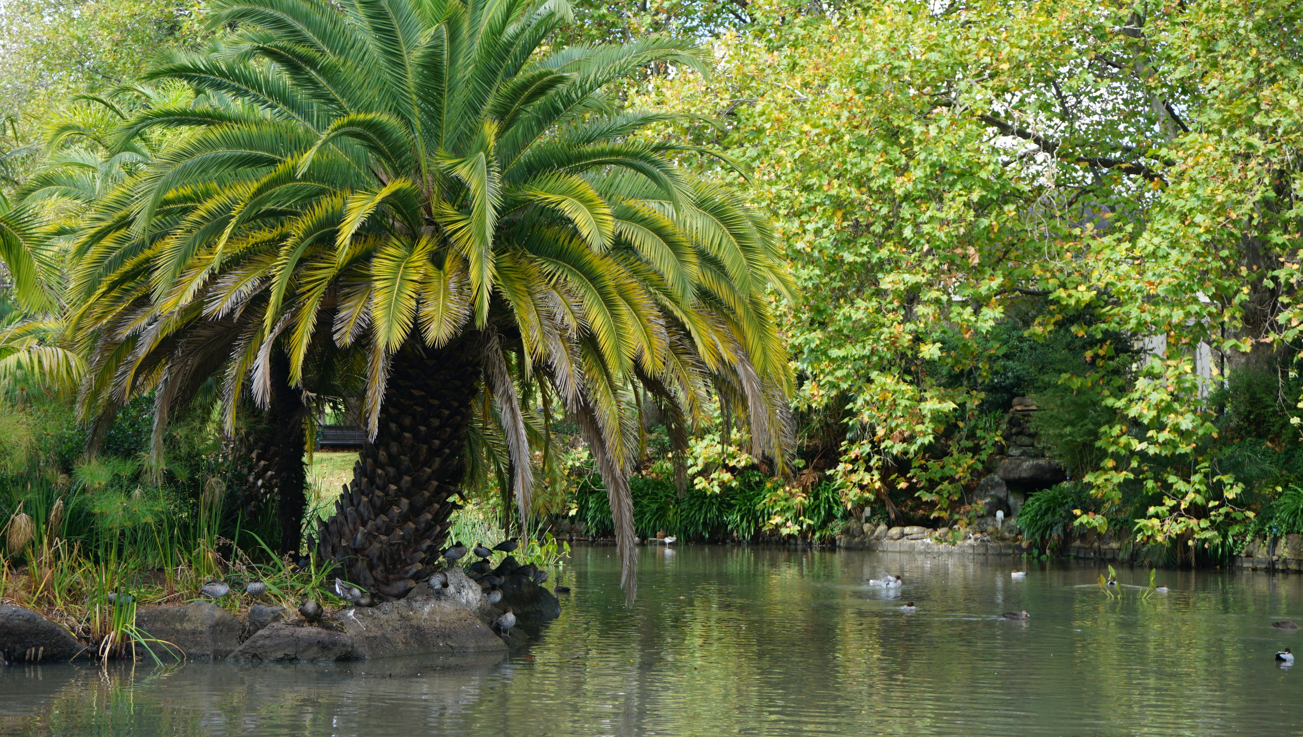 Verdant Riverbank Refuge Beneath a Palm Canopy
