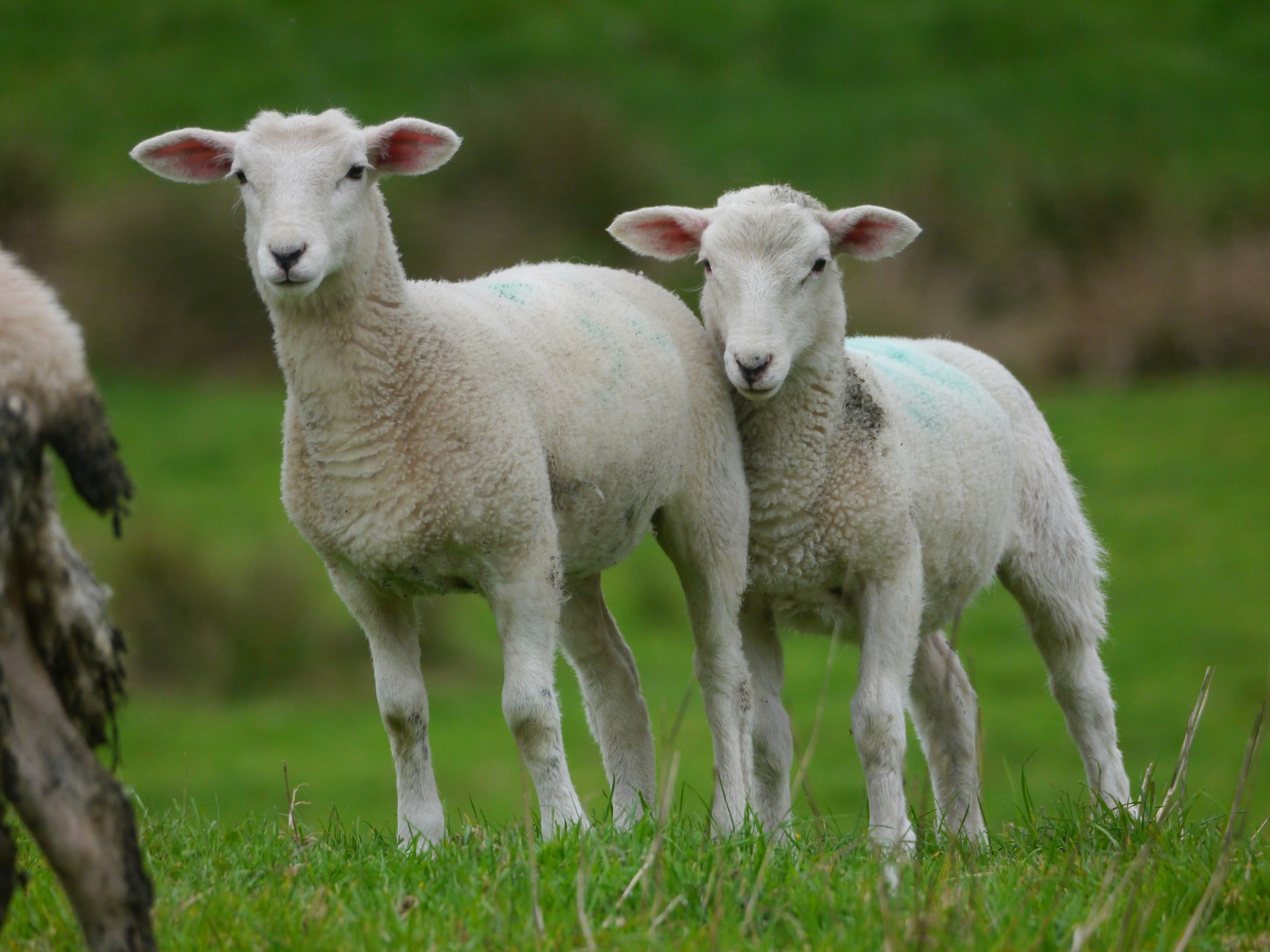 A group of sheep standing on top of a lush green field photo – Free ...
