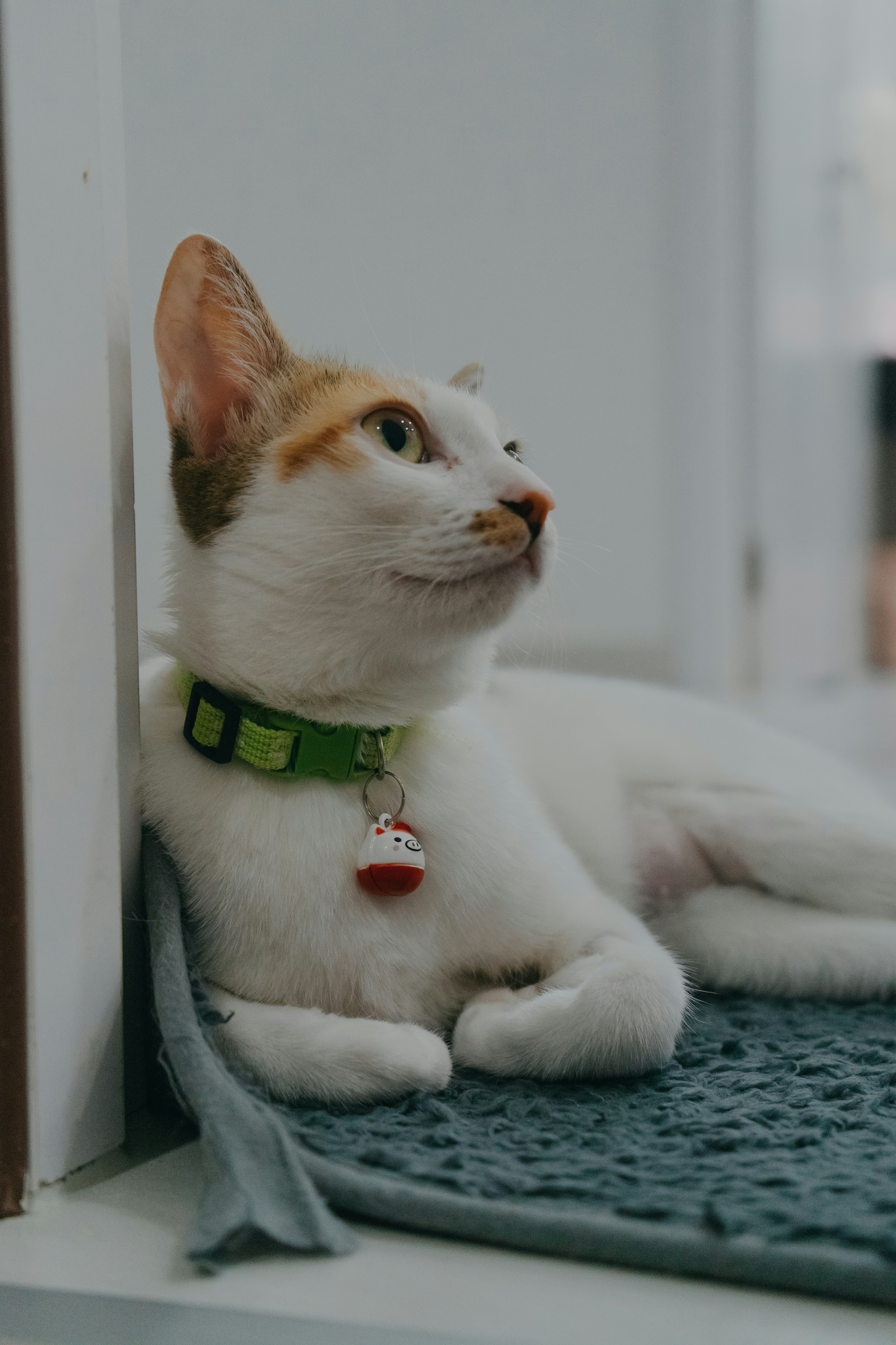 Curled in Quiet Light: A Calico’s Gaze By the Door