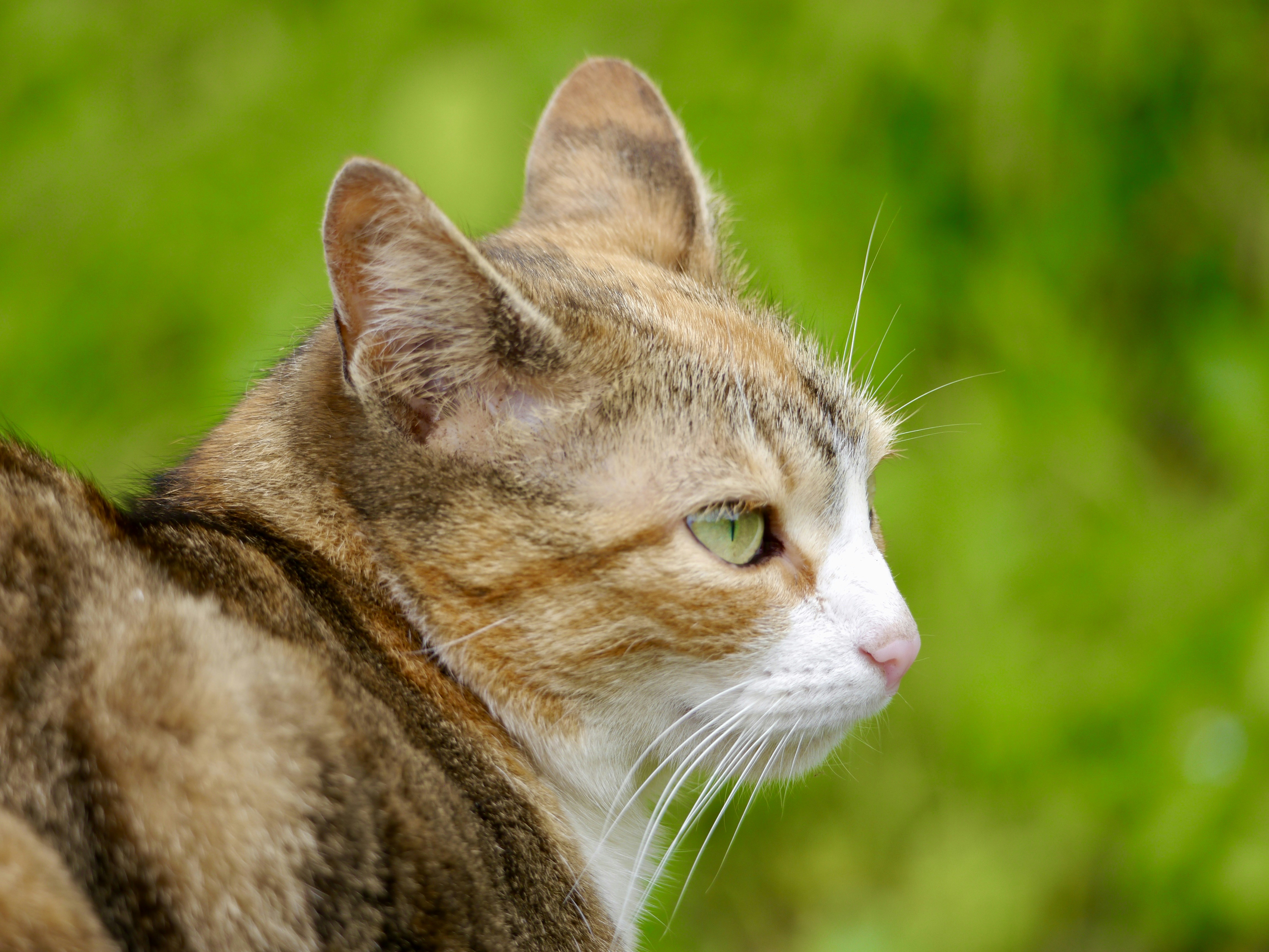 A close up of a cat with a blurry background photo – Free Cat Image on ...