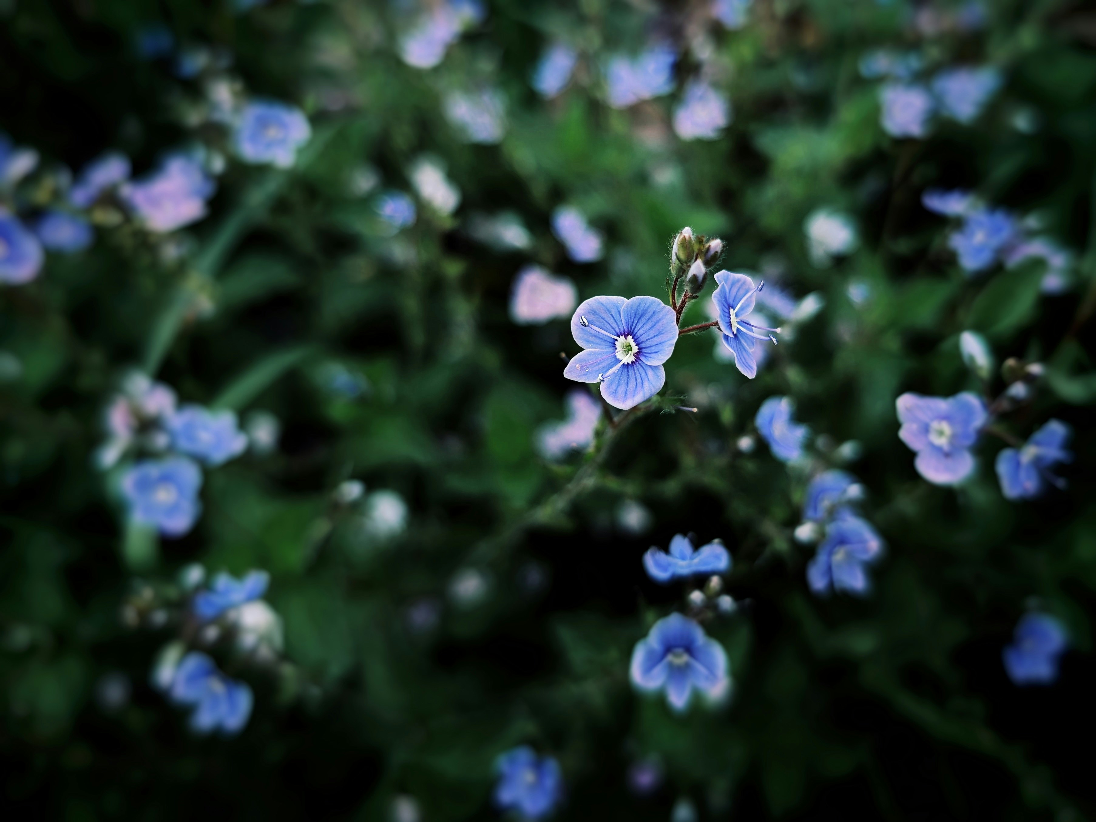 Sample photo from Google Pixel 8 Pro