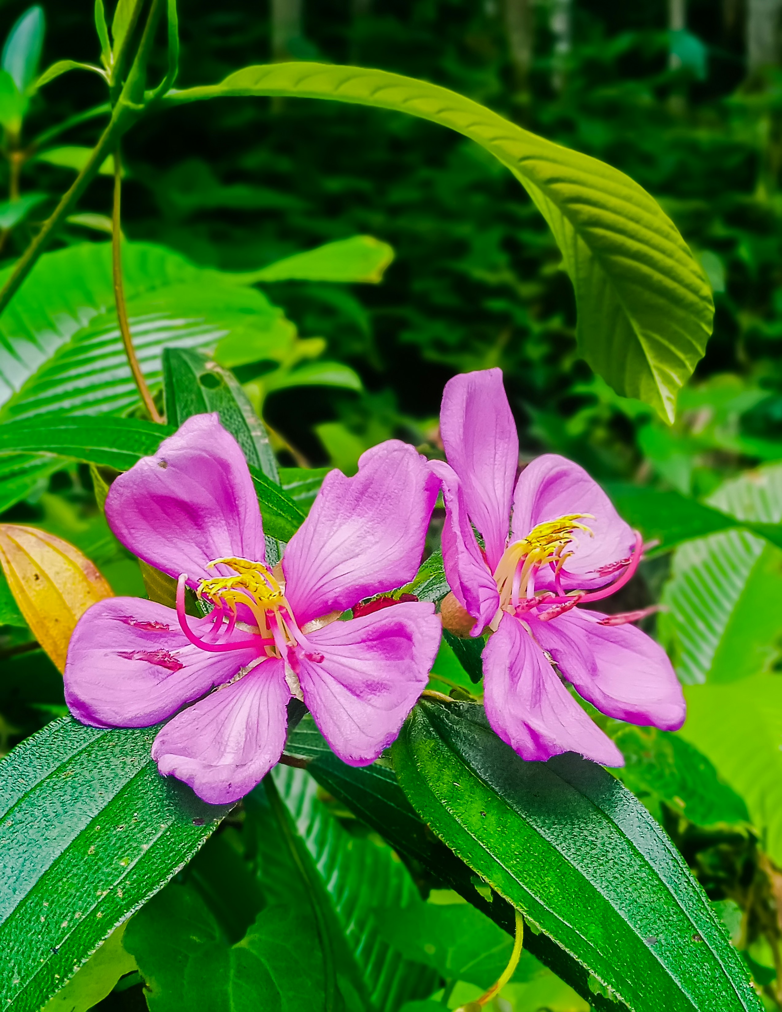 Vibrant Pink Blooms Anchored by Rich Green Foliage