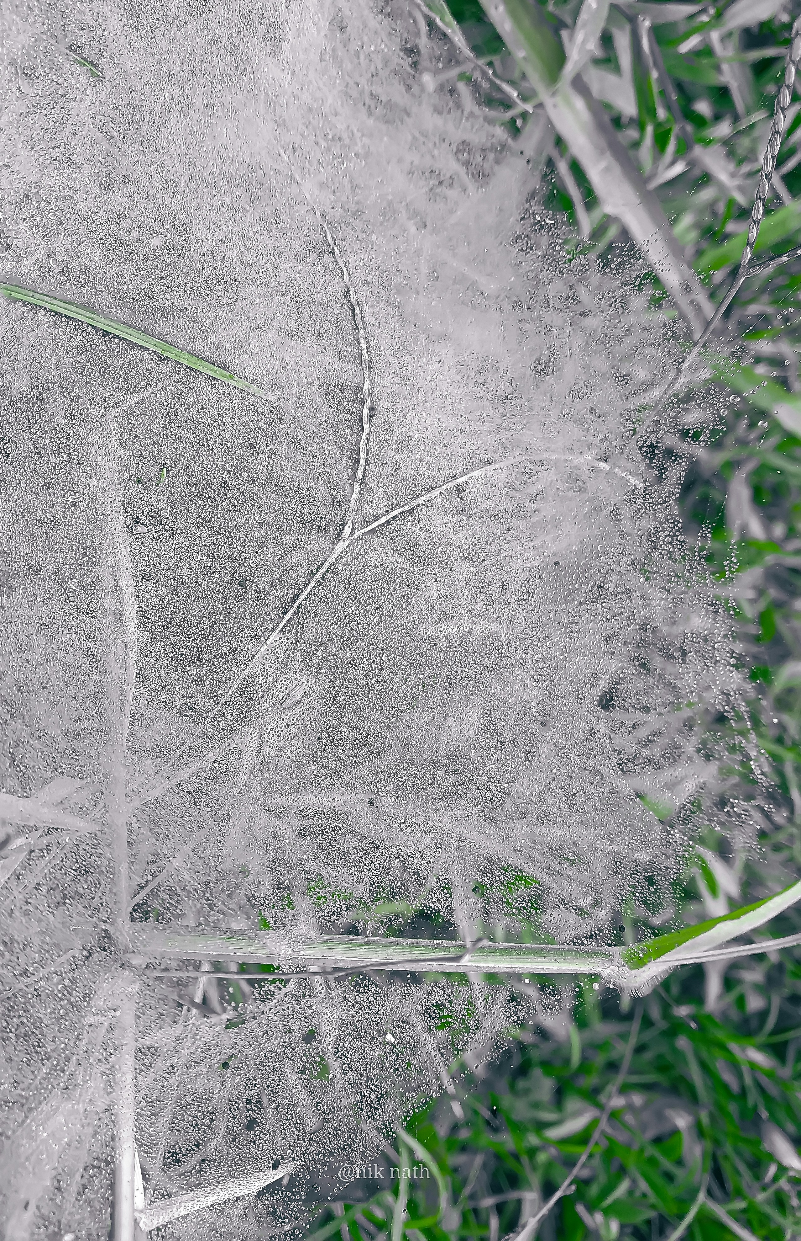 A spider web with water droplets on it