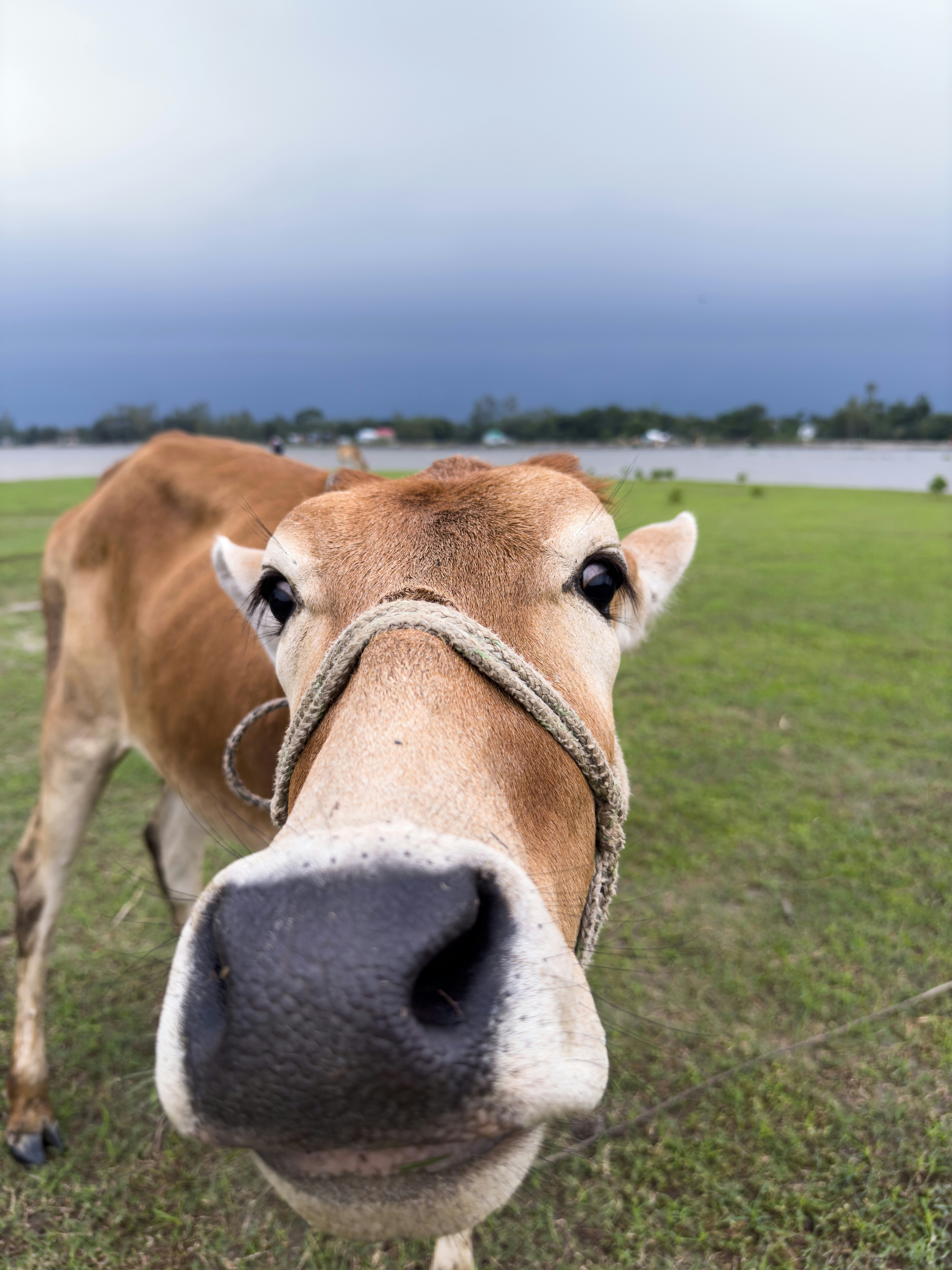 Nose-First in the Field: A Cow’s Close-Up Portrait