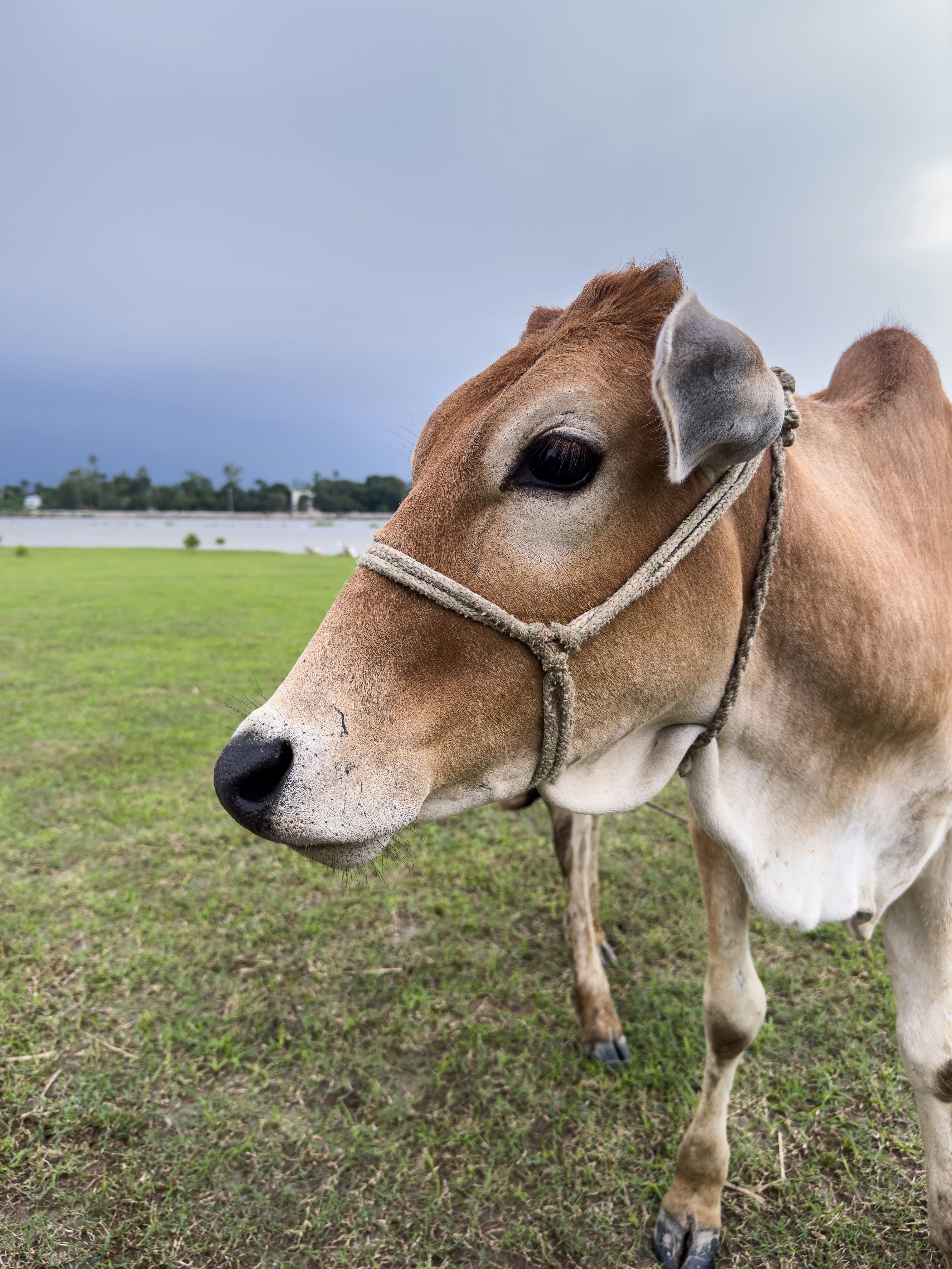 Haltered in the Meadow: A Close-Up of a Calm Cow Beside a Wide Field