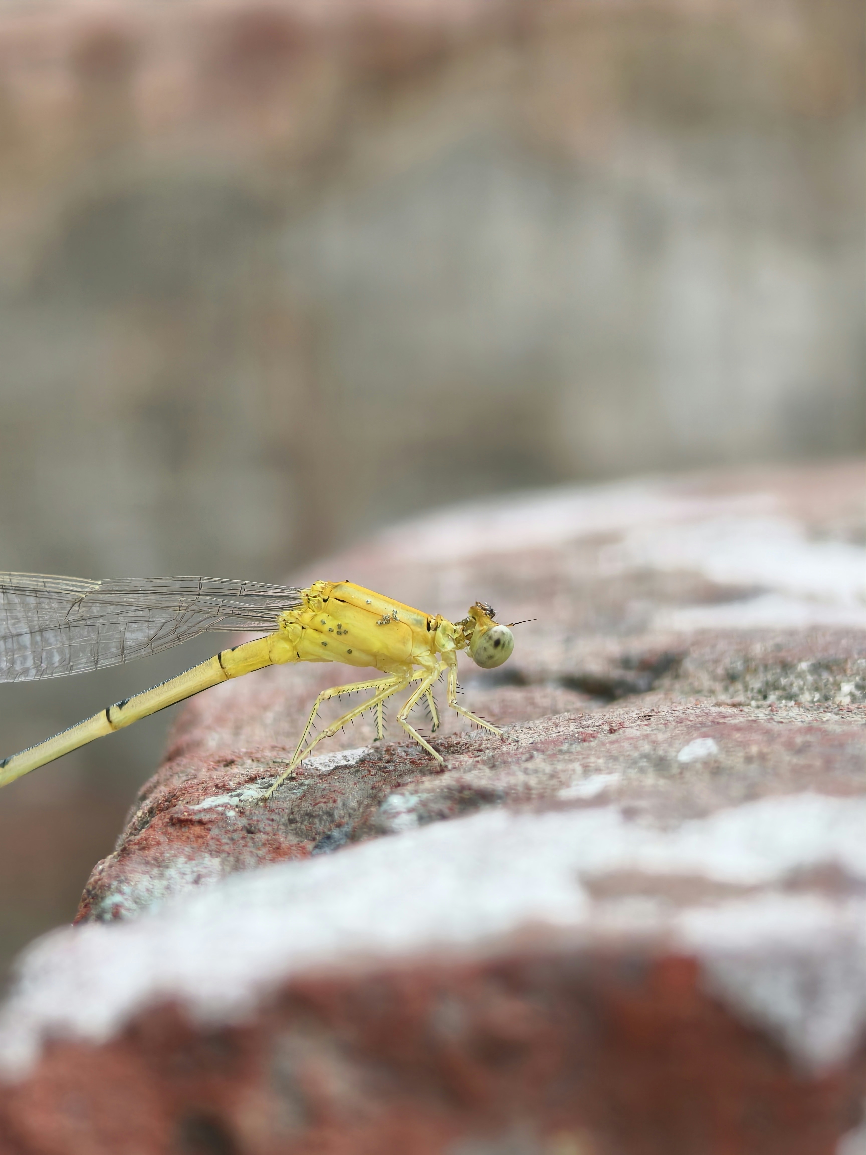 Sunlit Yellow Dragonfly on a Weathered Brick Verge