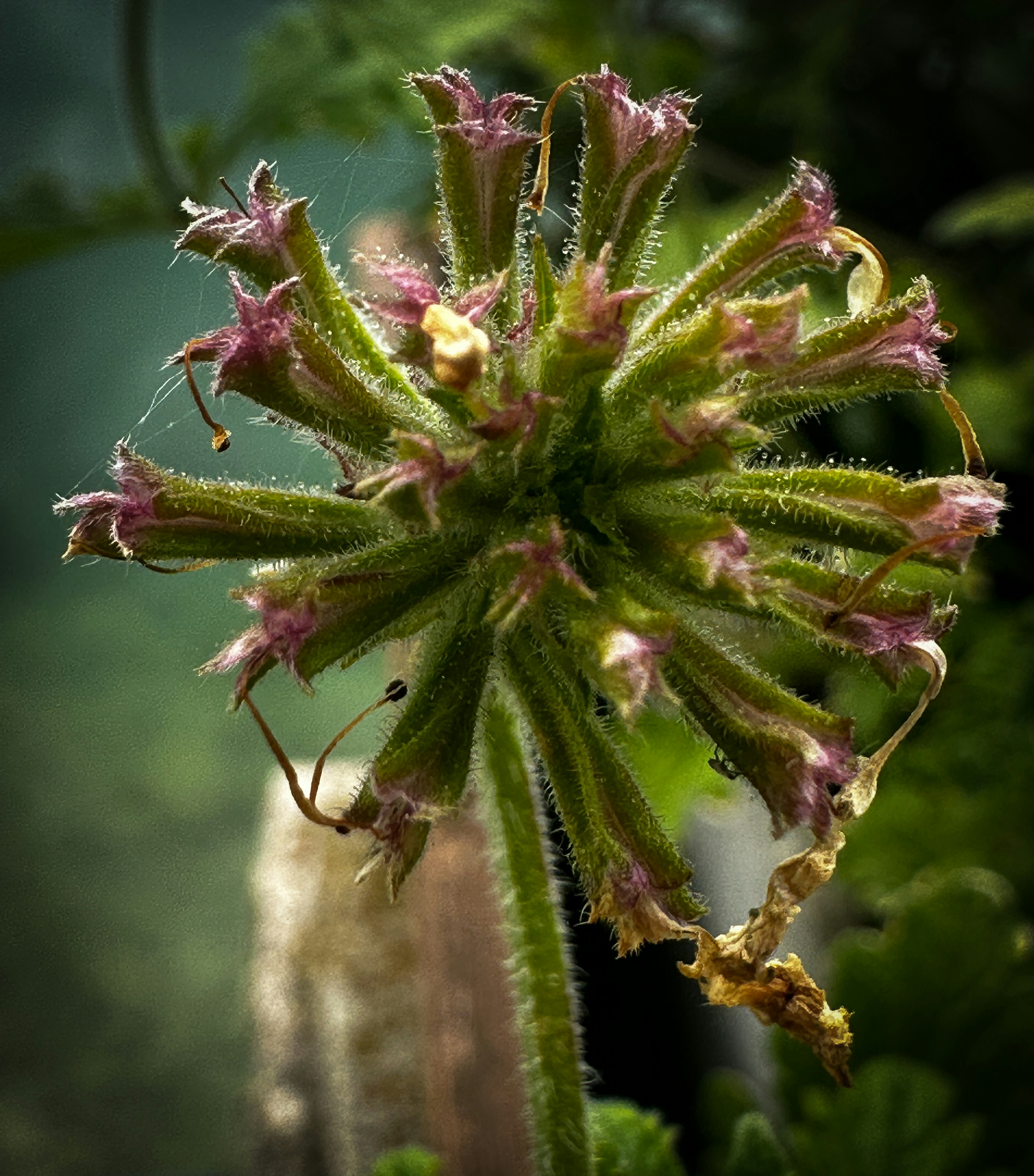 Hairy Green Crown: A Macro Close-Up of Purple-Tipped Plant Buds