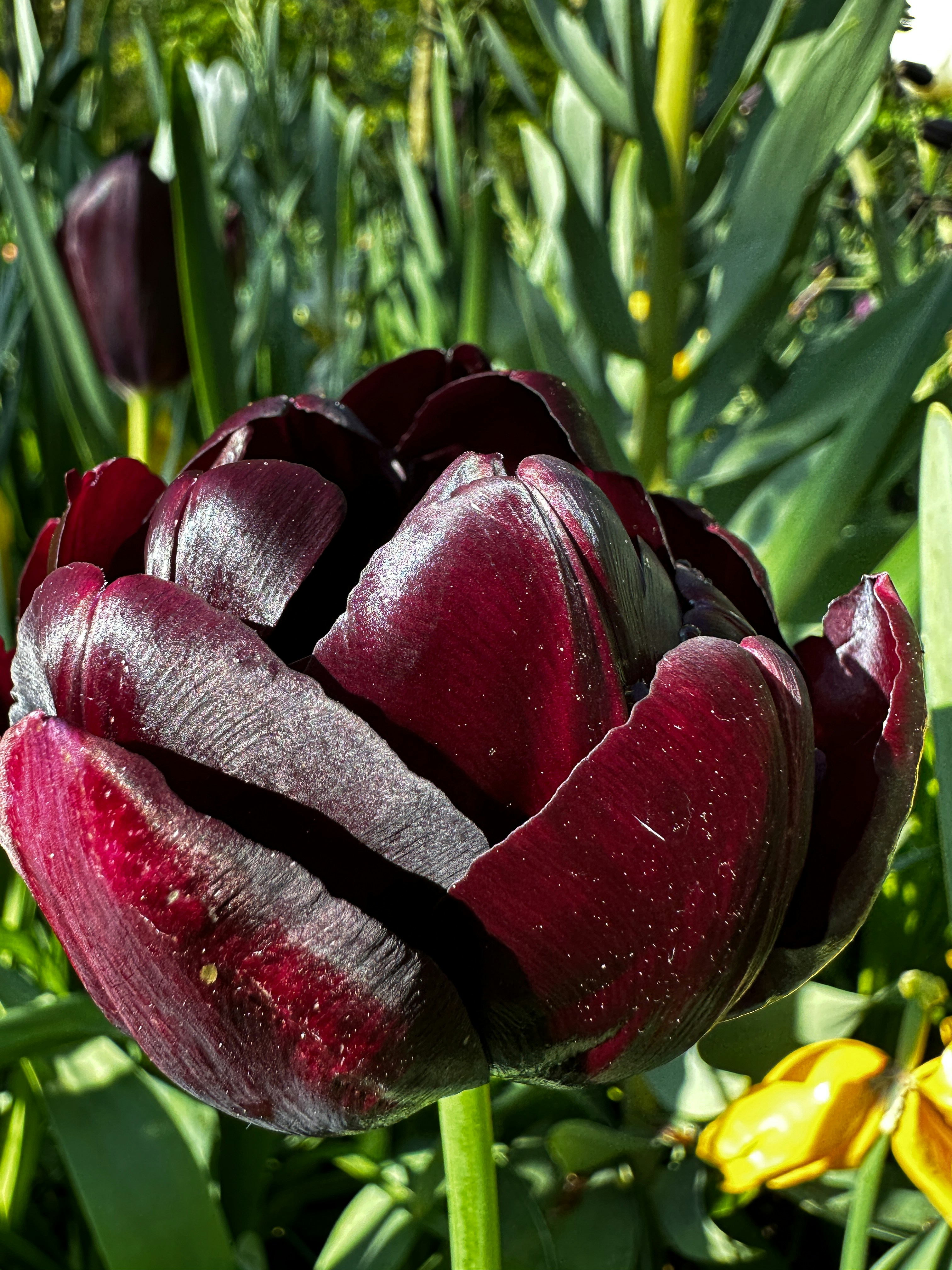 Crimson Tulip Crown: A Close-Up of Velvet Petals in Full Sun