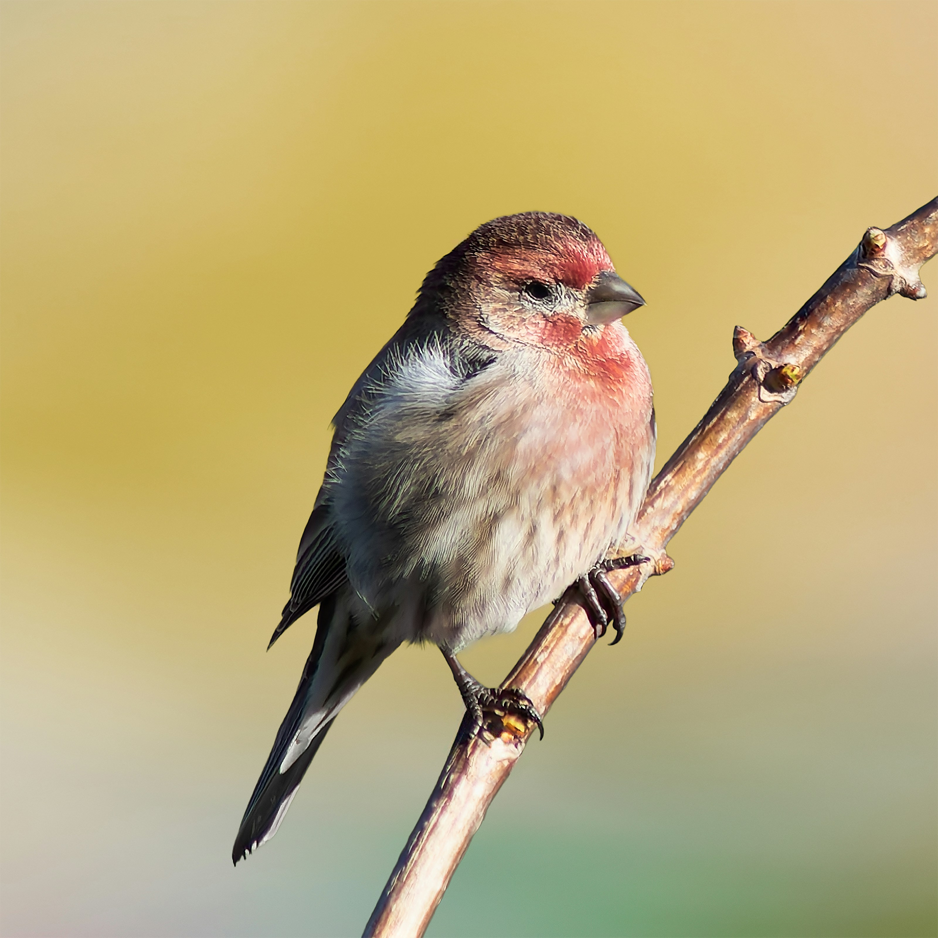 A small bird perches on a slender branch, showcasing its vibrant plumage against a softly blurred background.