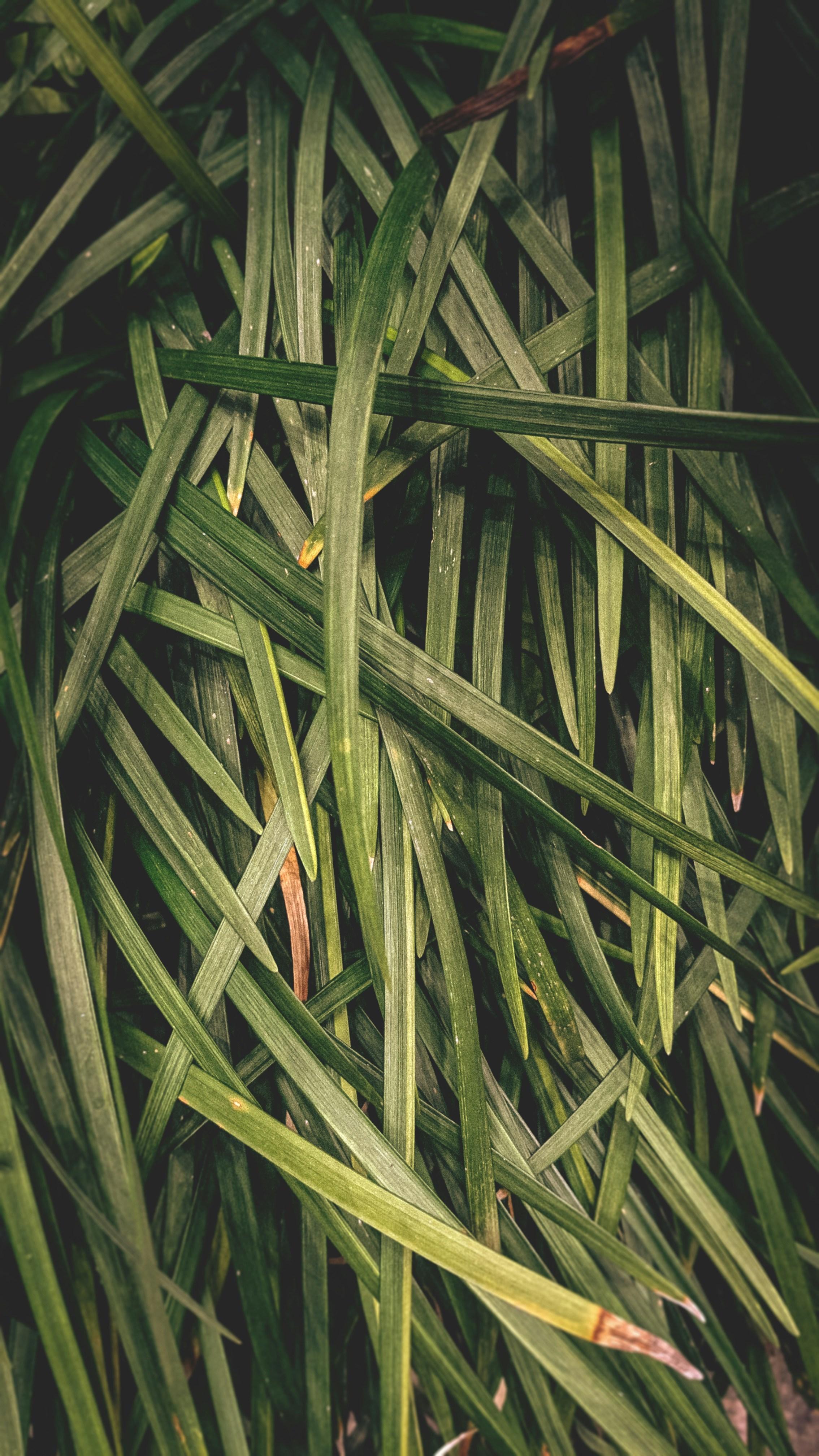 A close up of a bunch of green grass photo – Free Green Image on Unsplash