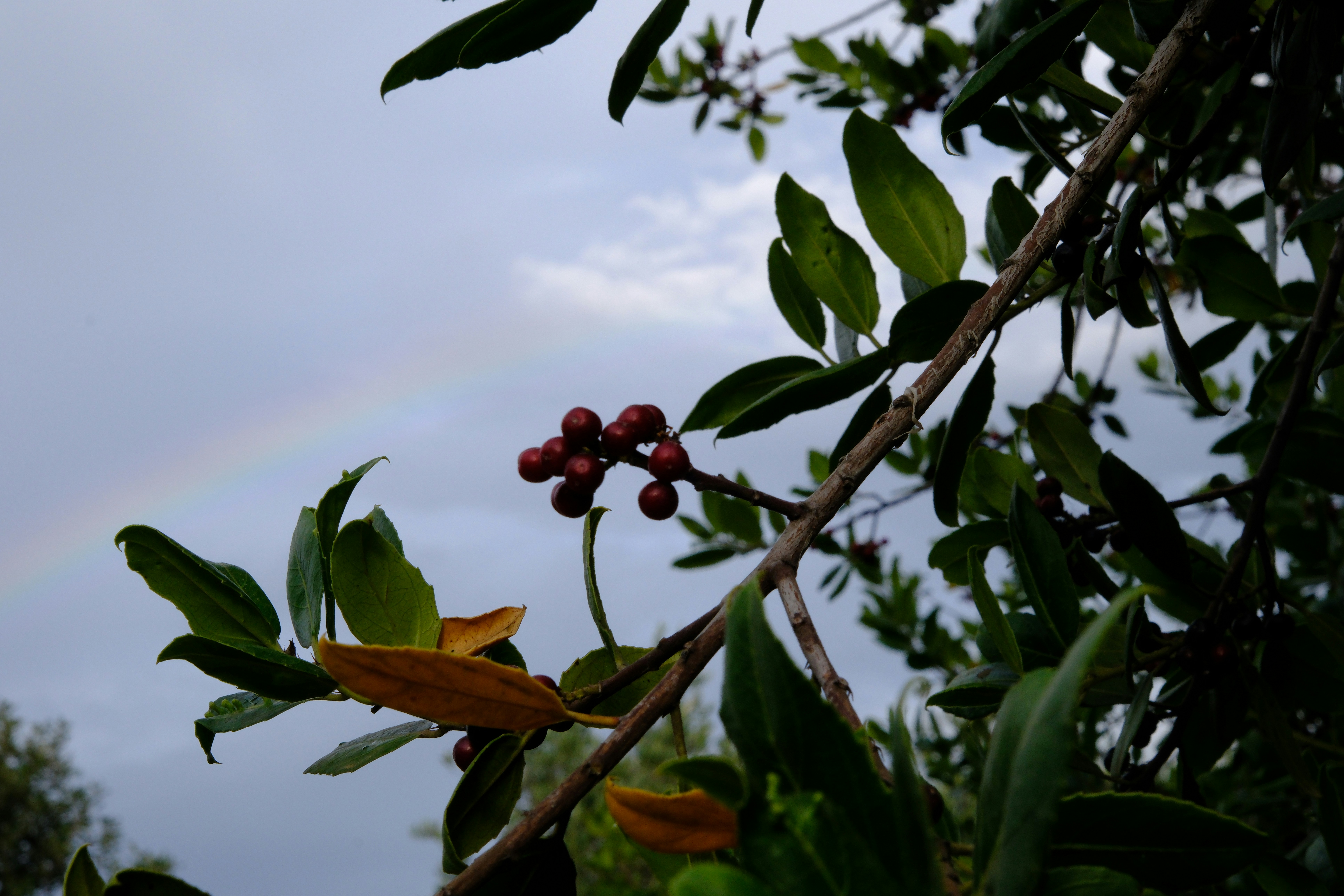 Crimson Berries Framed by Leaves with a Hidden Rainbow