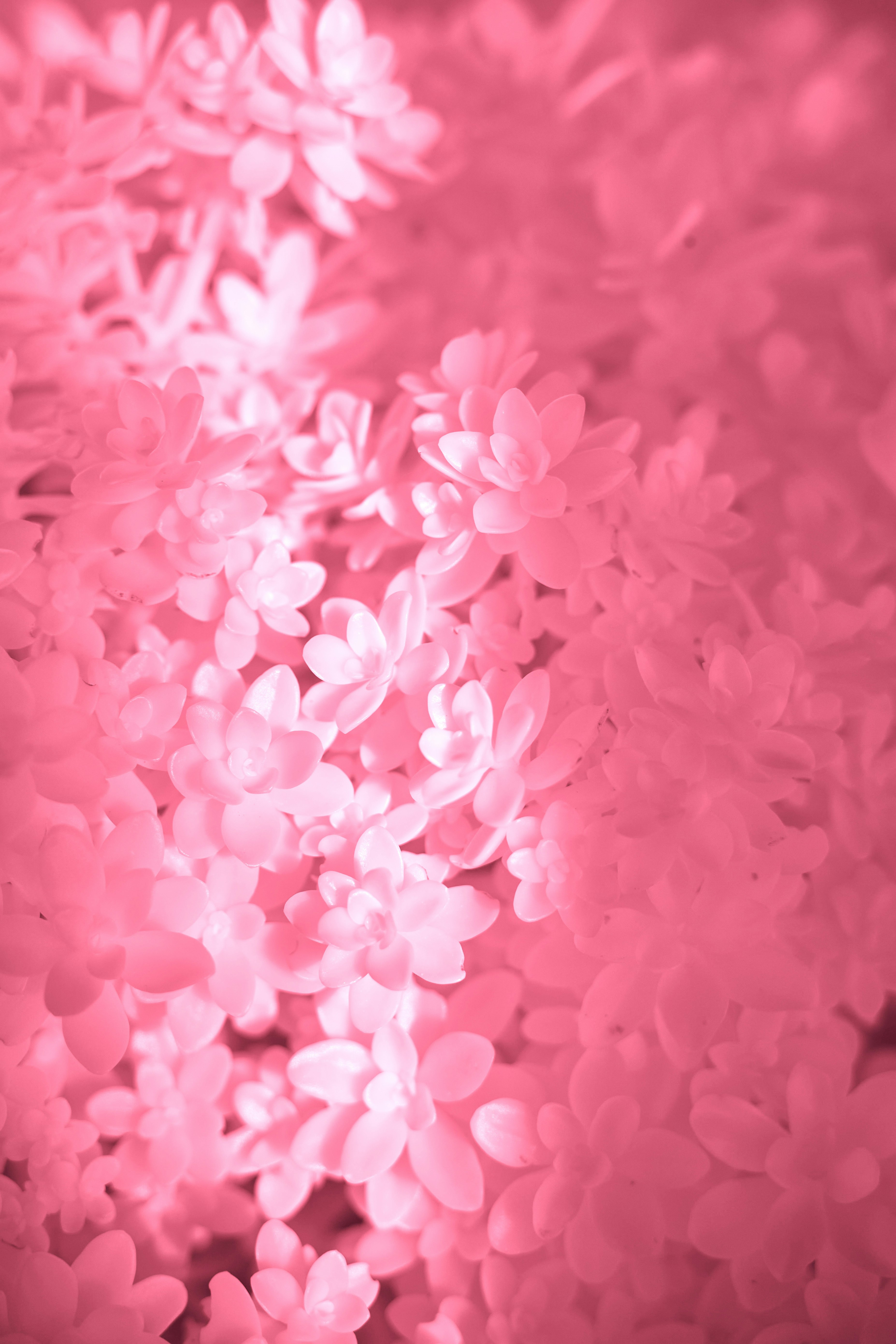 Roseate Macro: Minute Blooms in a Soft Pink Veil