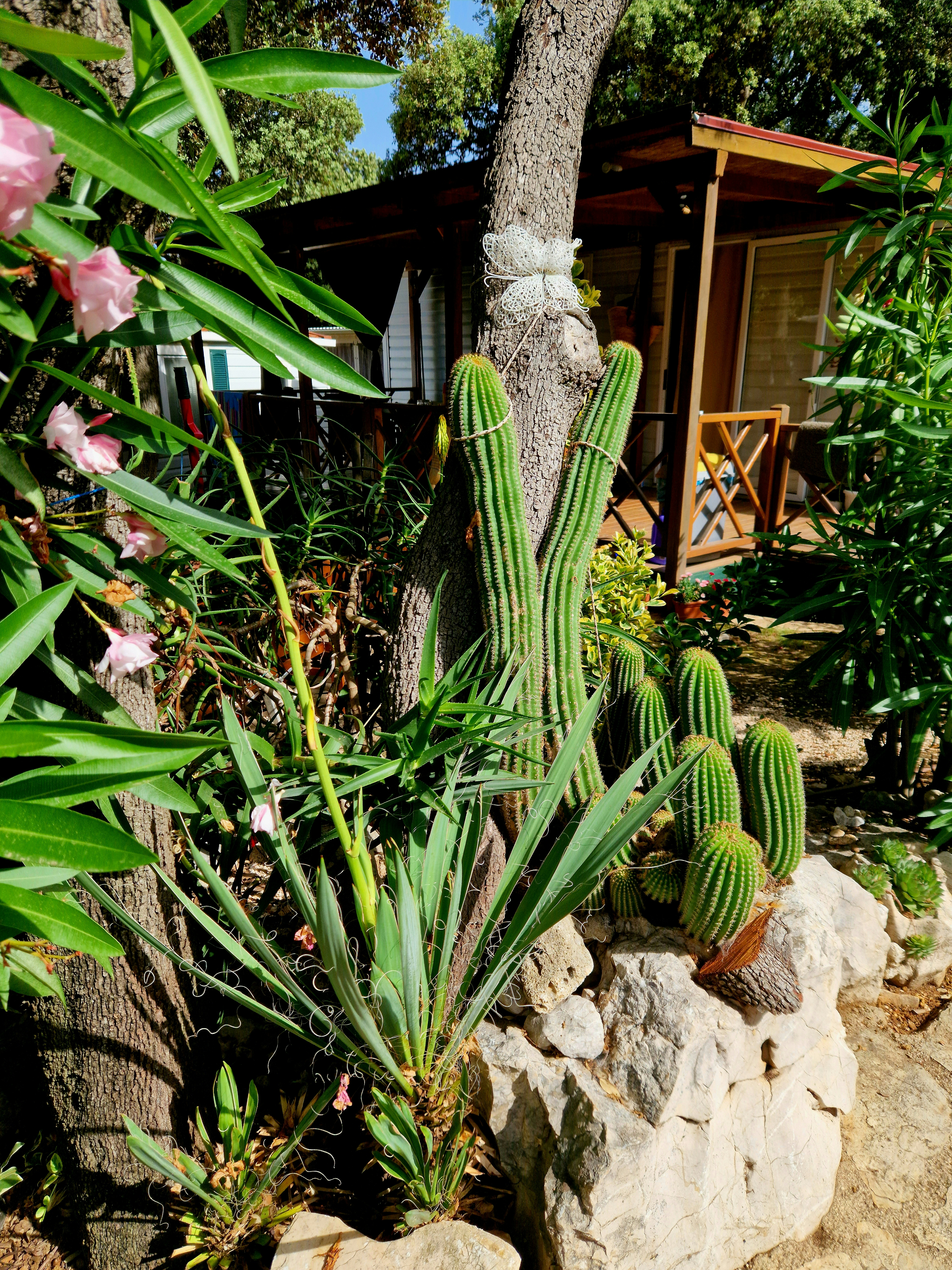 Cactus Columns Framing a Sunlit Cabin Courtyard