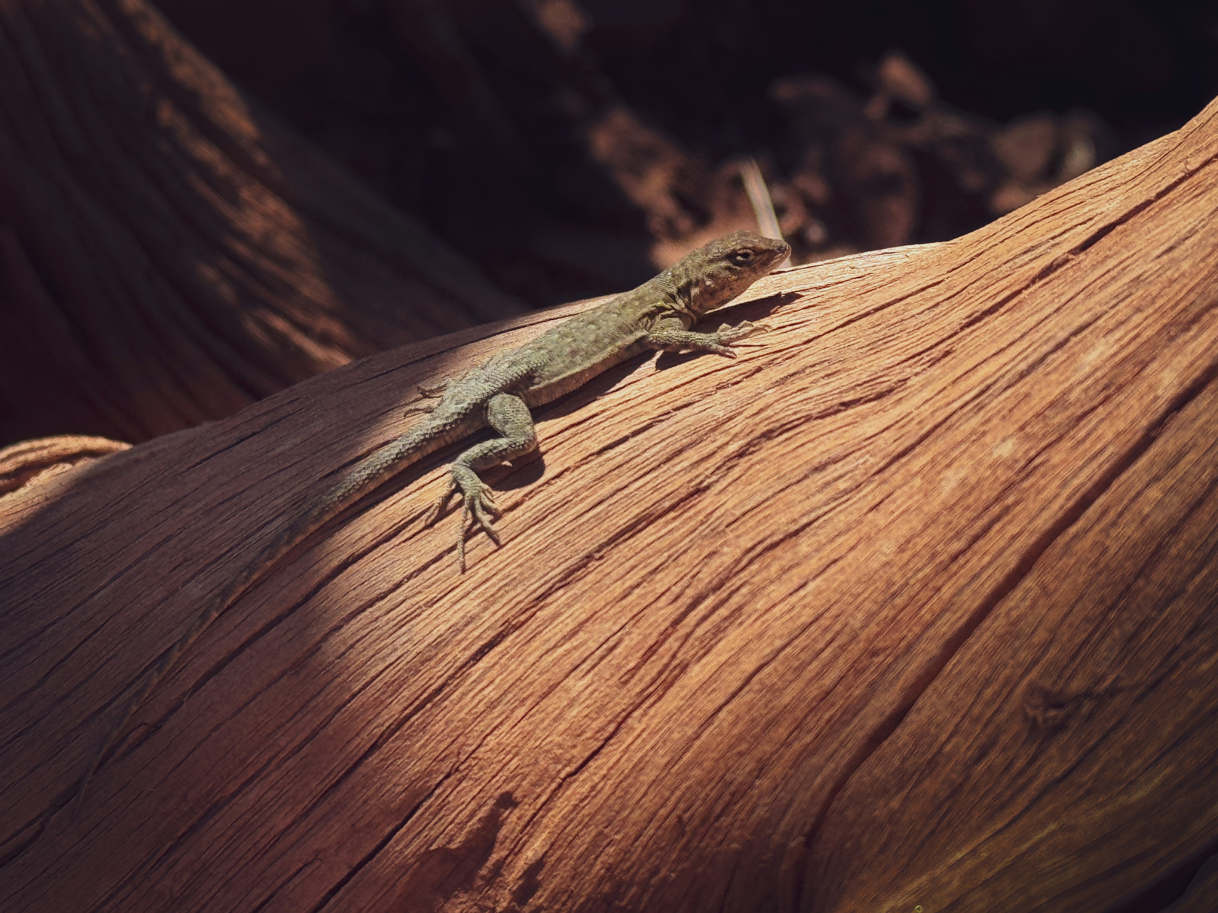 Striated Slope Dweller: a Lizard in Desert Light