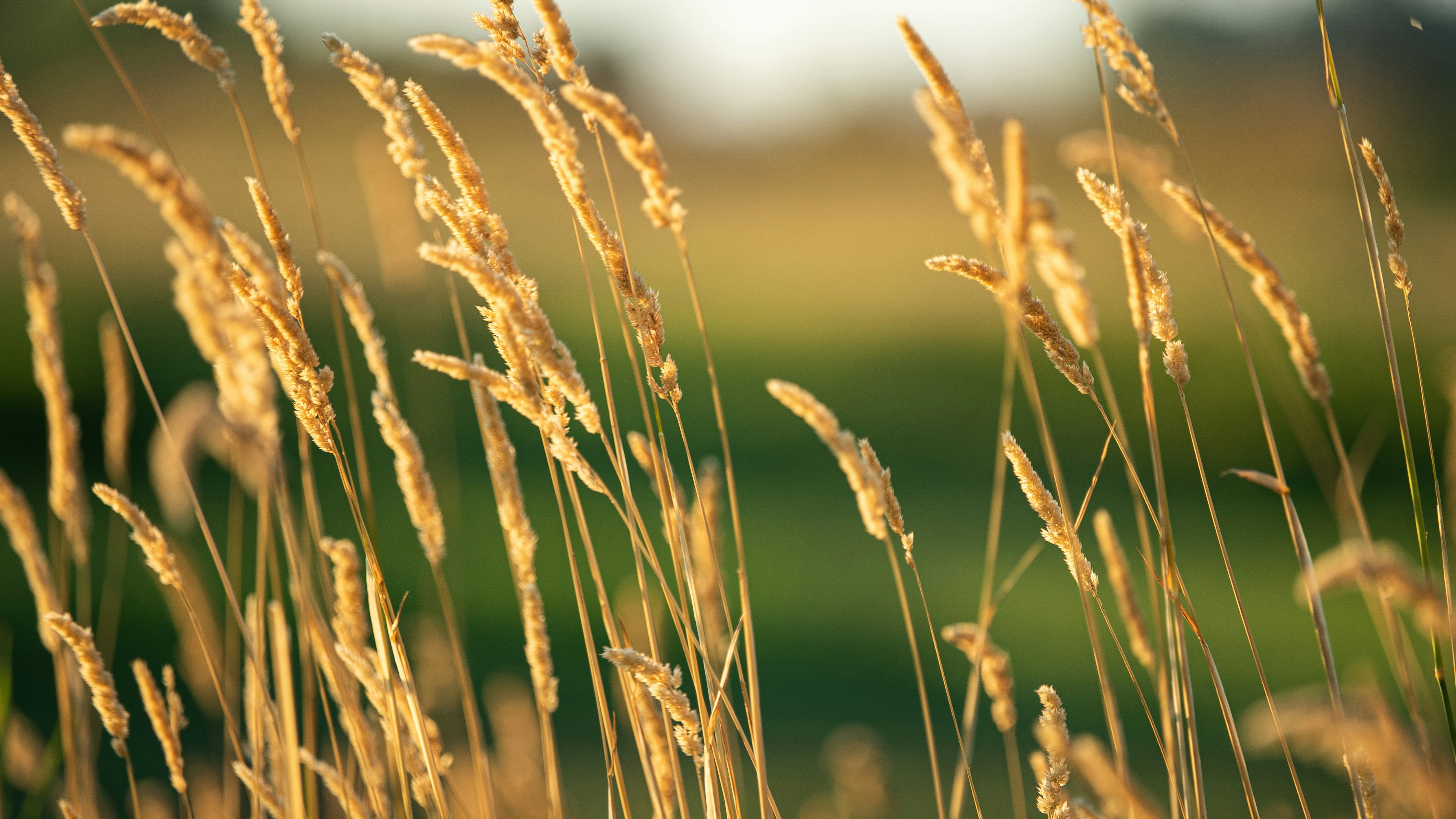 A close up of a field of tall grass photo – Free Ridgefield national ...