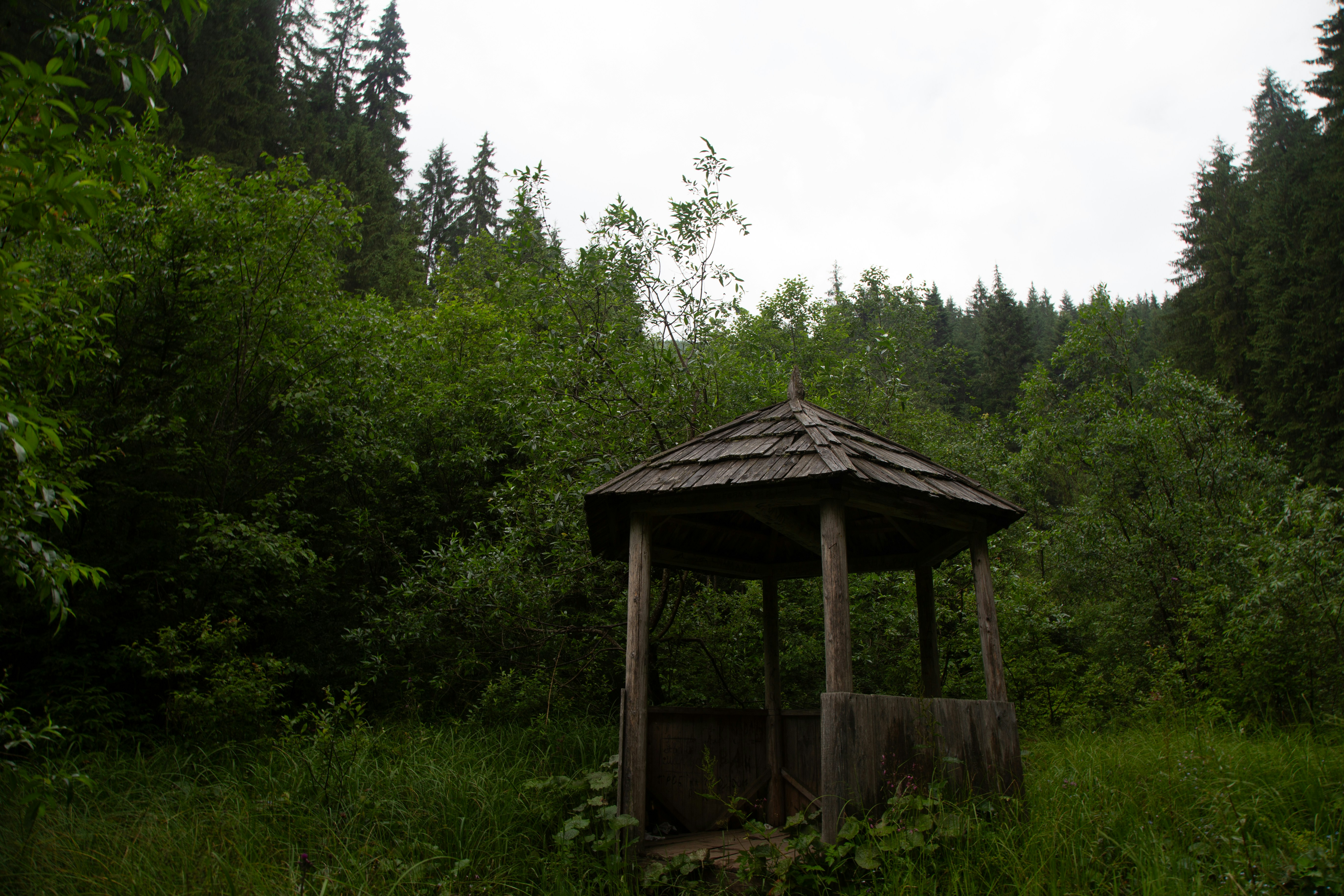 Moss-Cooled Shelter: A Weathered Gazebo Quietly Anchored in a Forest Clearing
