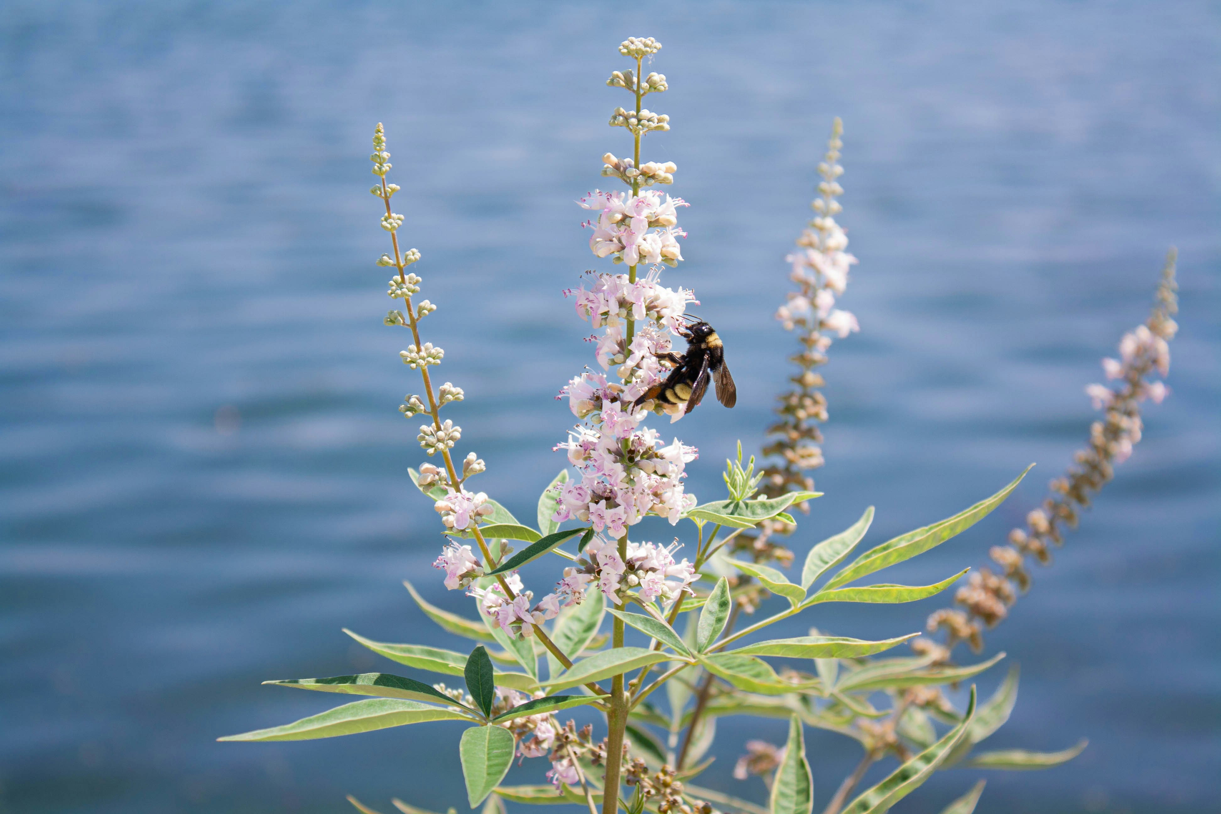 Bee in Bloom: A Pink-Studded Moment by the Lake