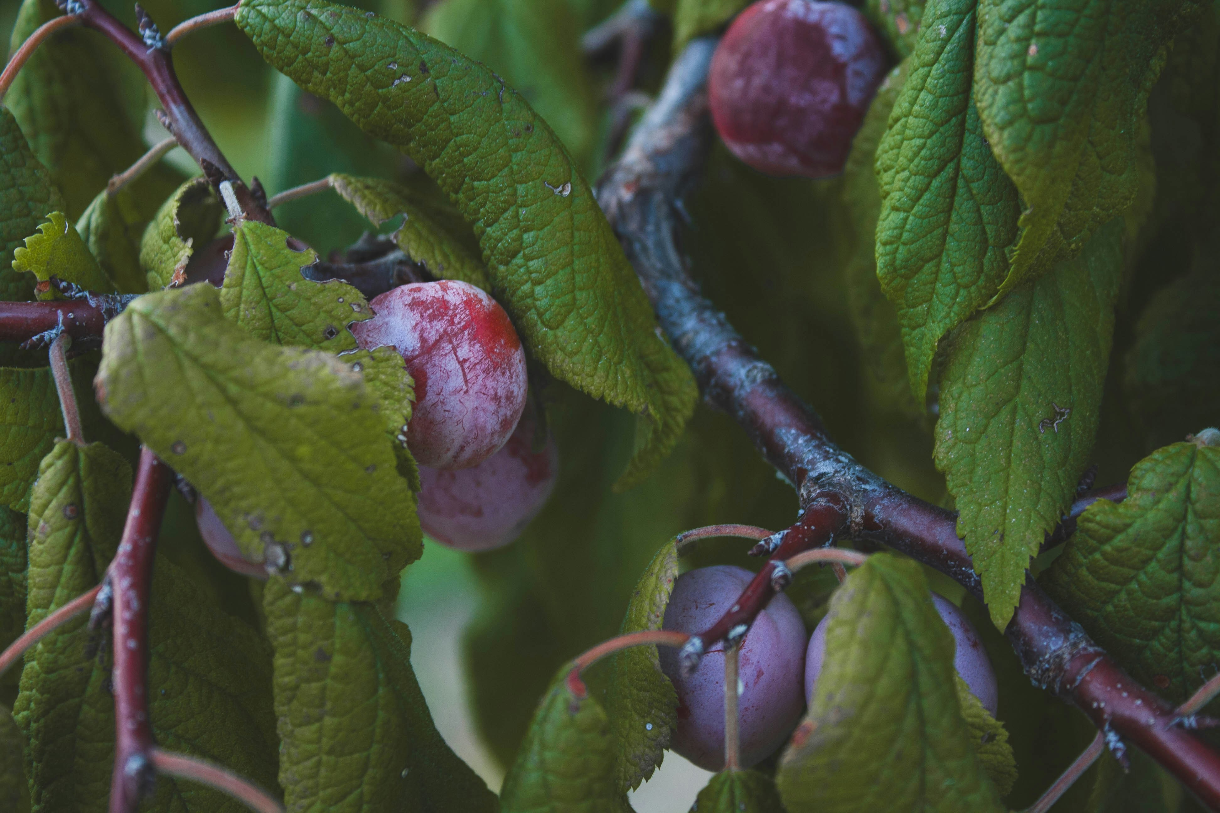 Ripening Orbs Among Leaves: A Quiet Orchard Moment