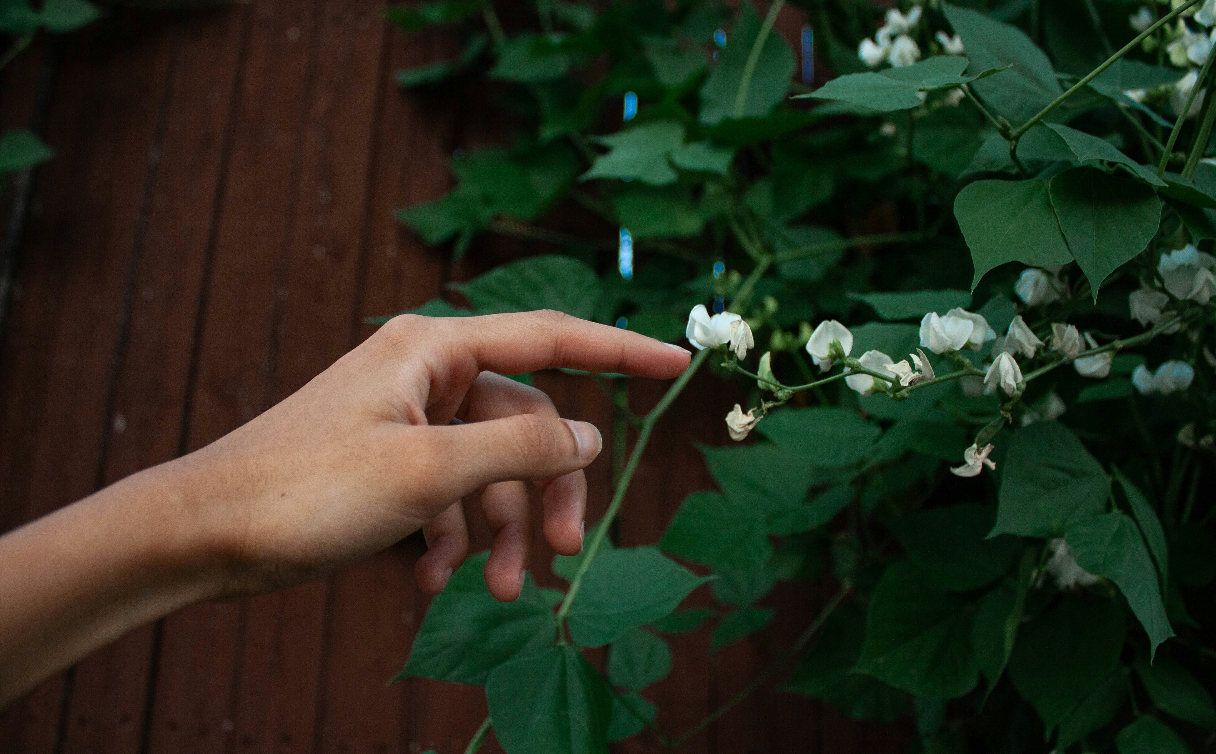 Photo by S. Laiba Ali with Canon EOS 1000D